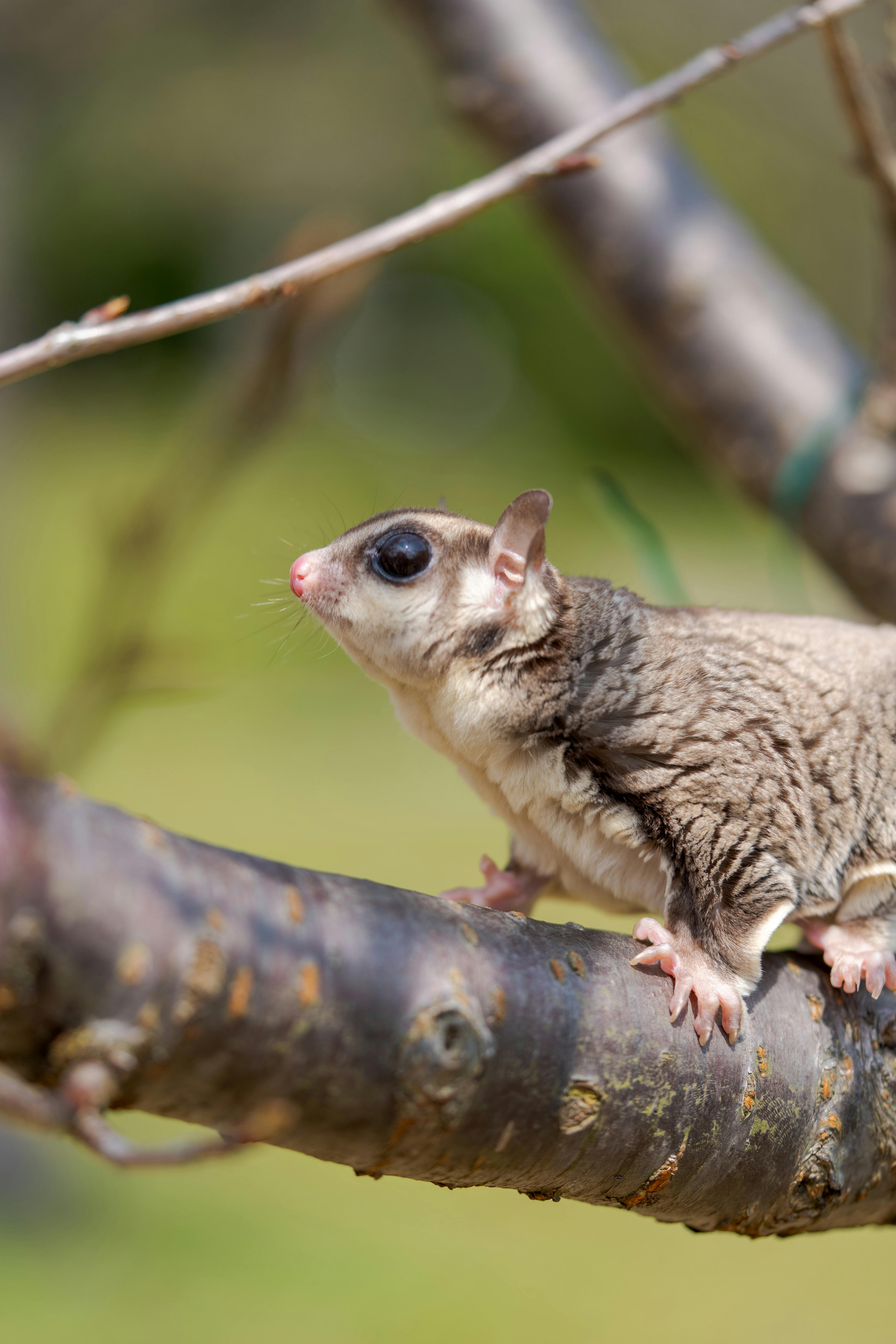 Northern Flying Squirrel Images