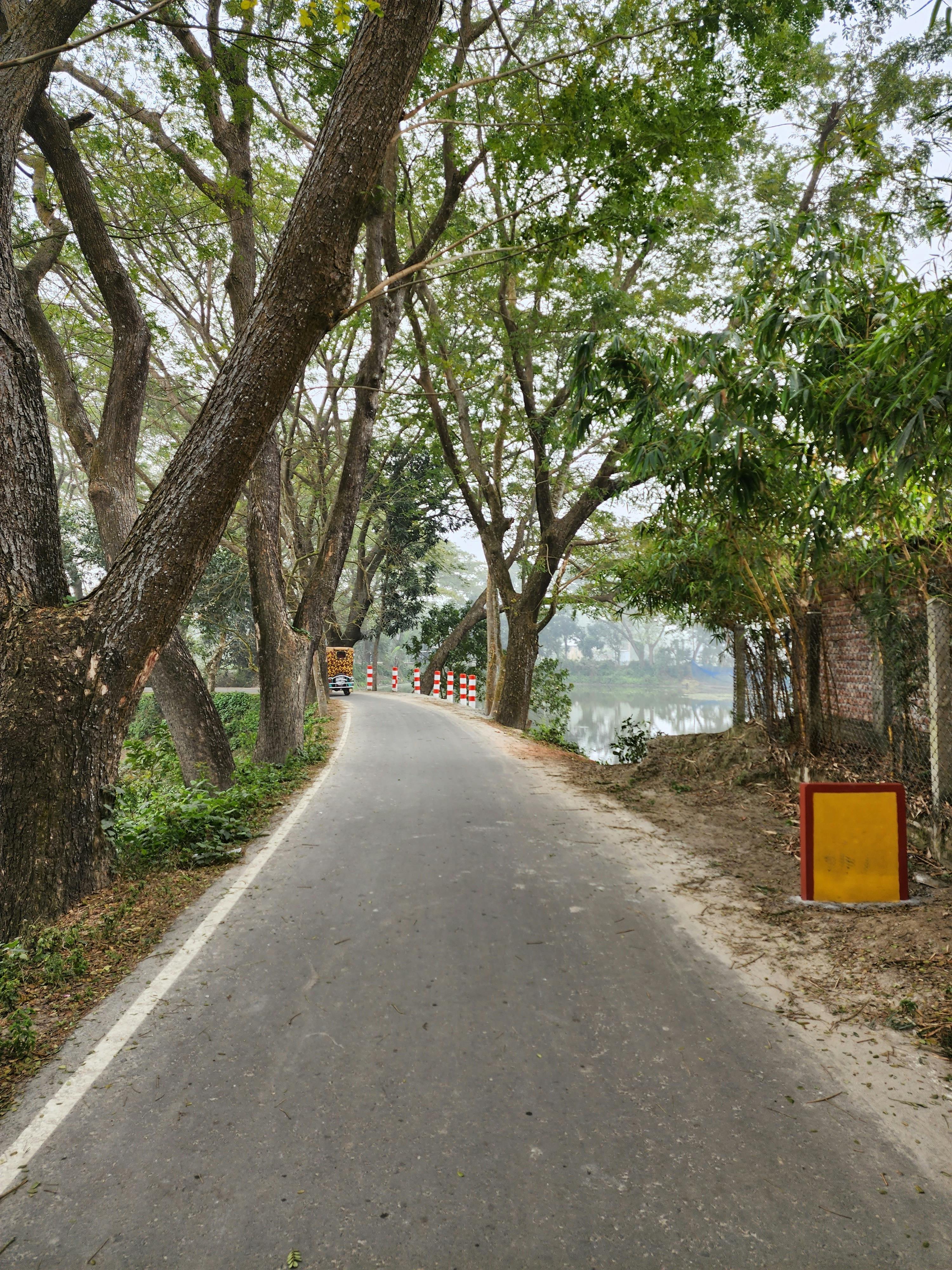 Trees over Road in Village · Free Stock Photo