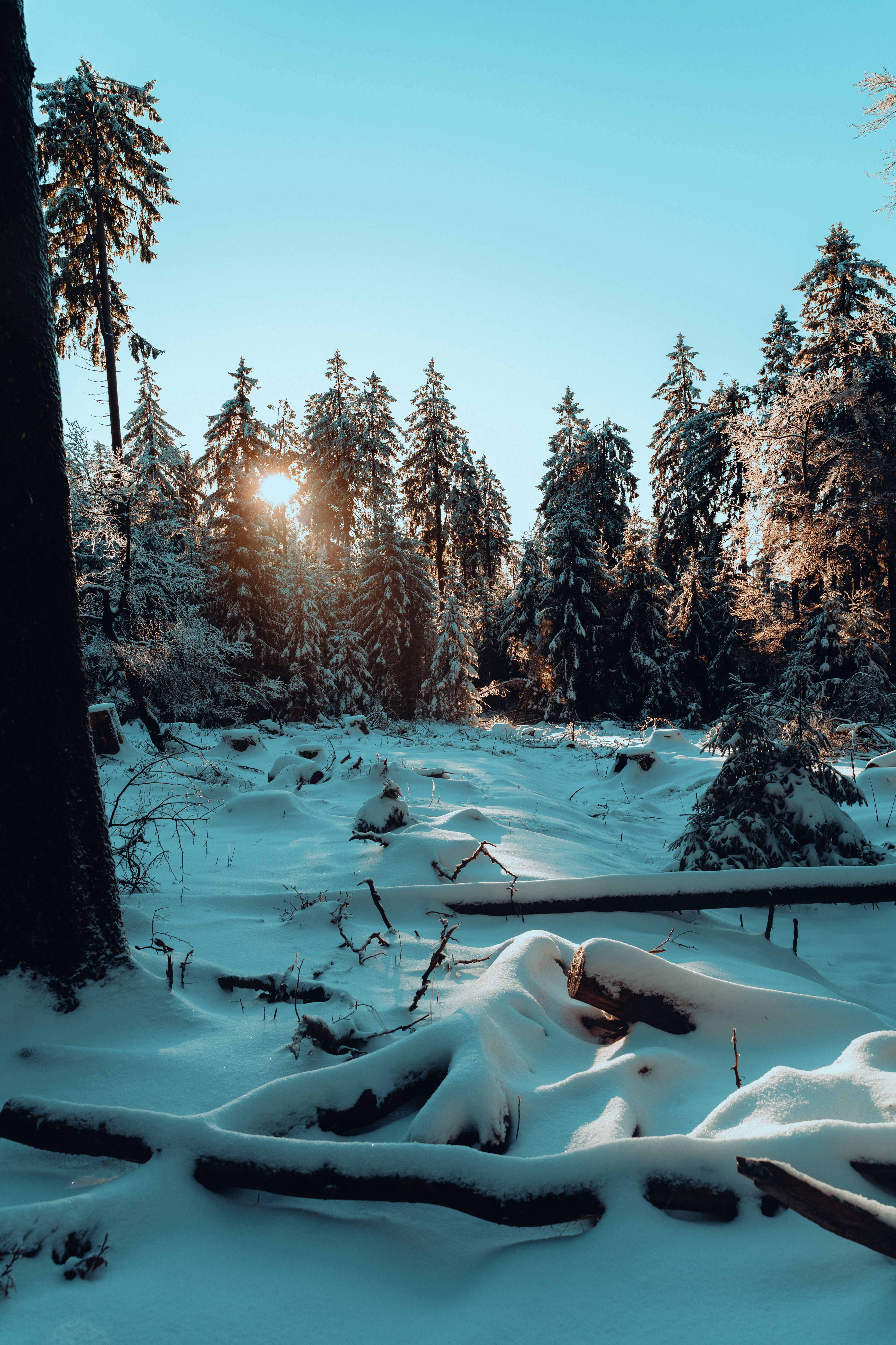 Snow in Evergreen Forest in Winter · Free Stock Photo