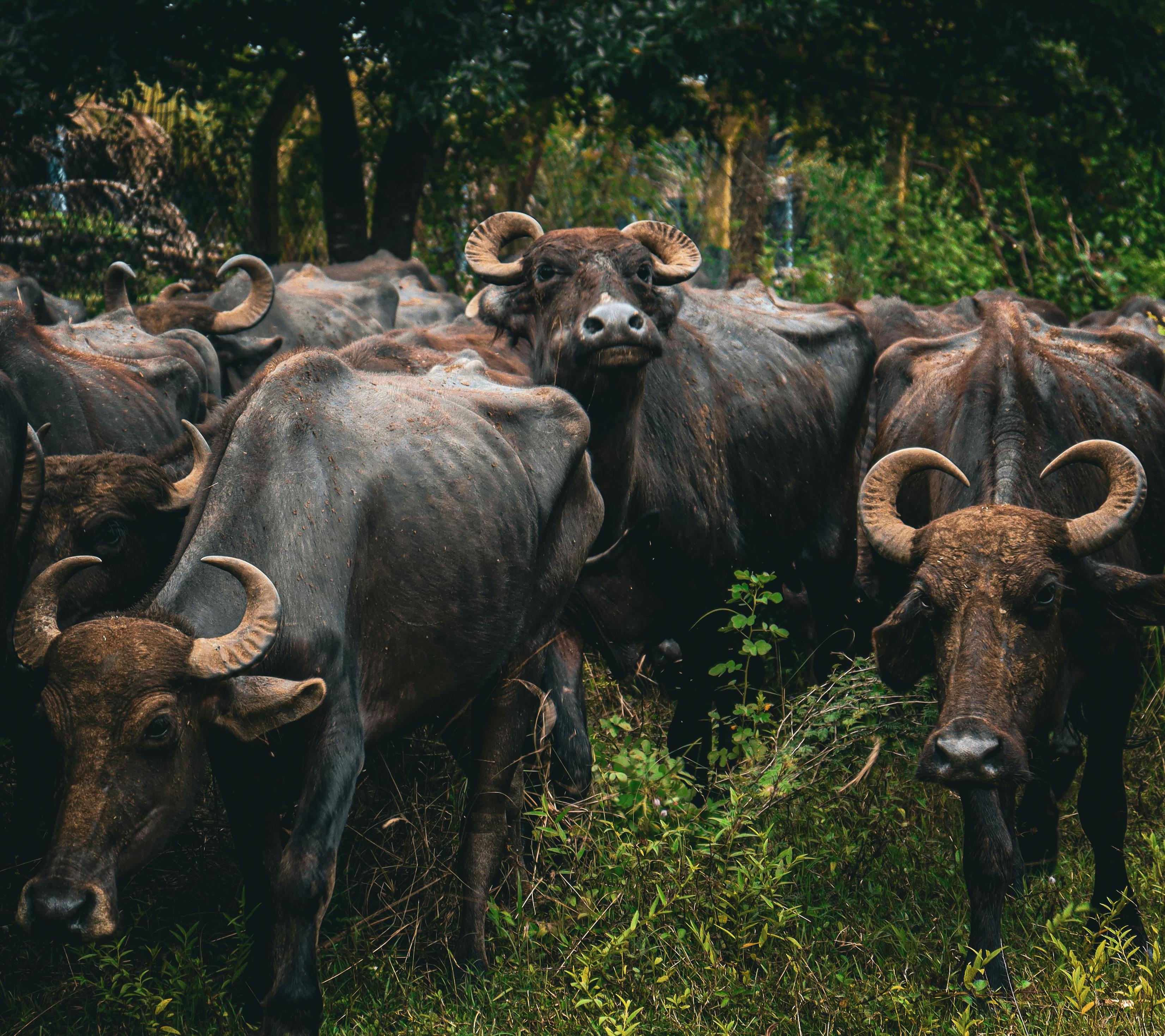 Herd of Cattle · Free Stock Photo