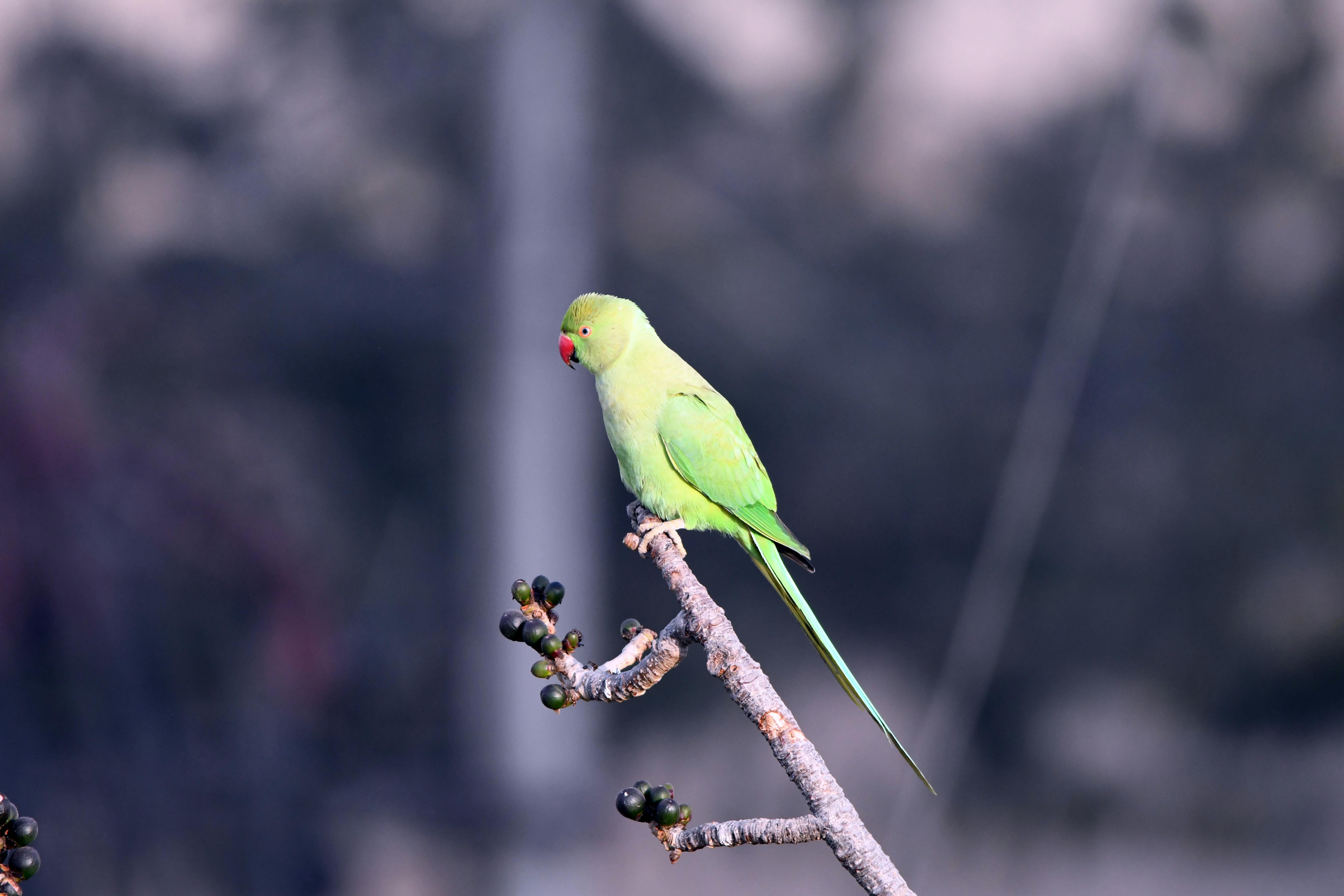 Green Parakeet on Branch · Free Stock Photo