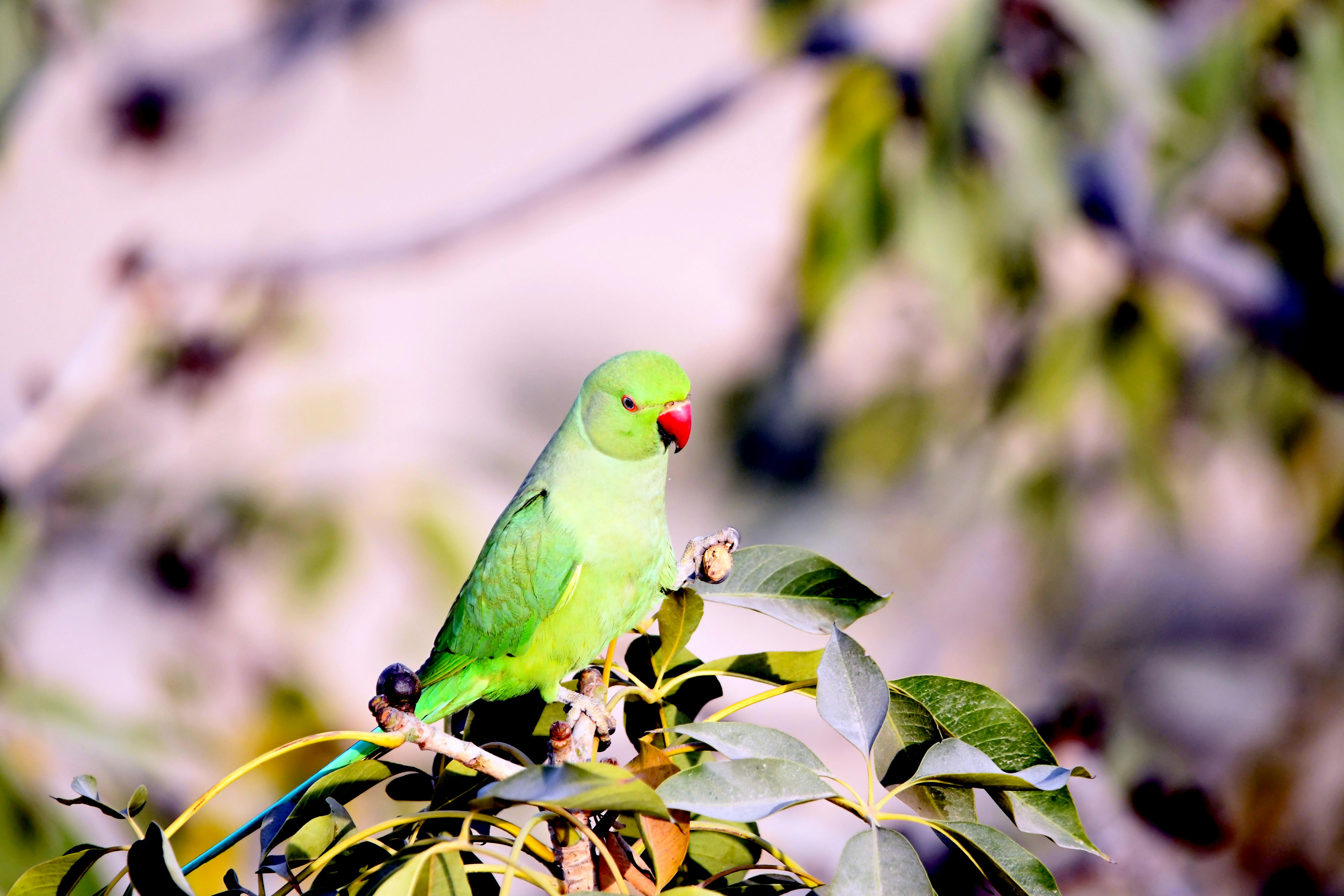 Parrot Fish Images Photos, Download The BEST Free Parrot Fish Images ...