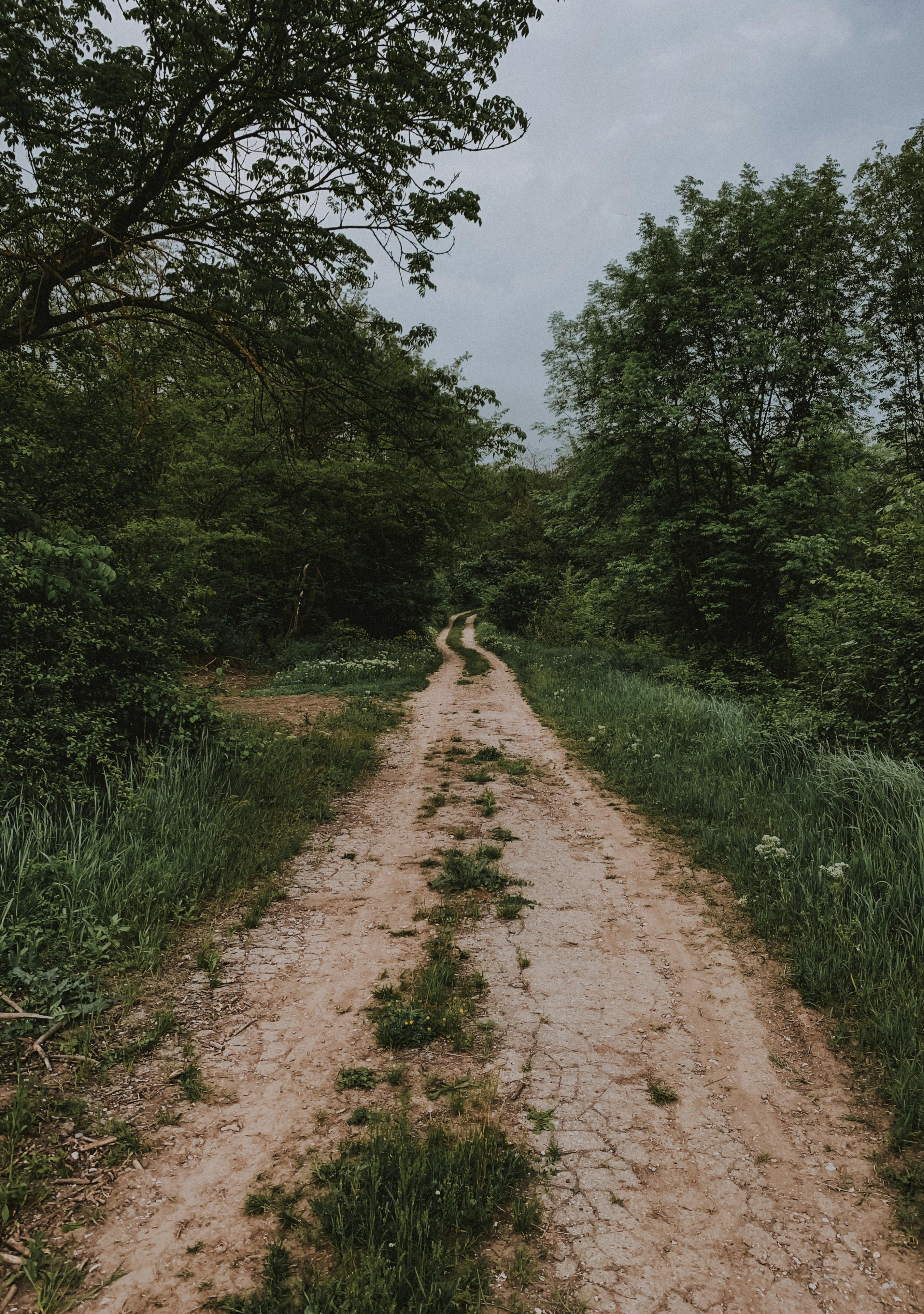 Dirt Road in Forest · Free Stock Photo