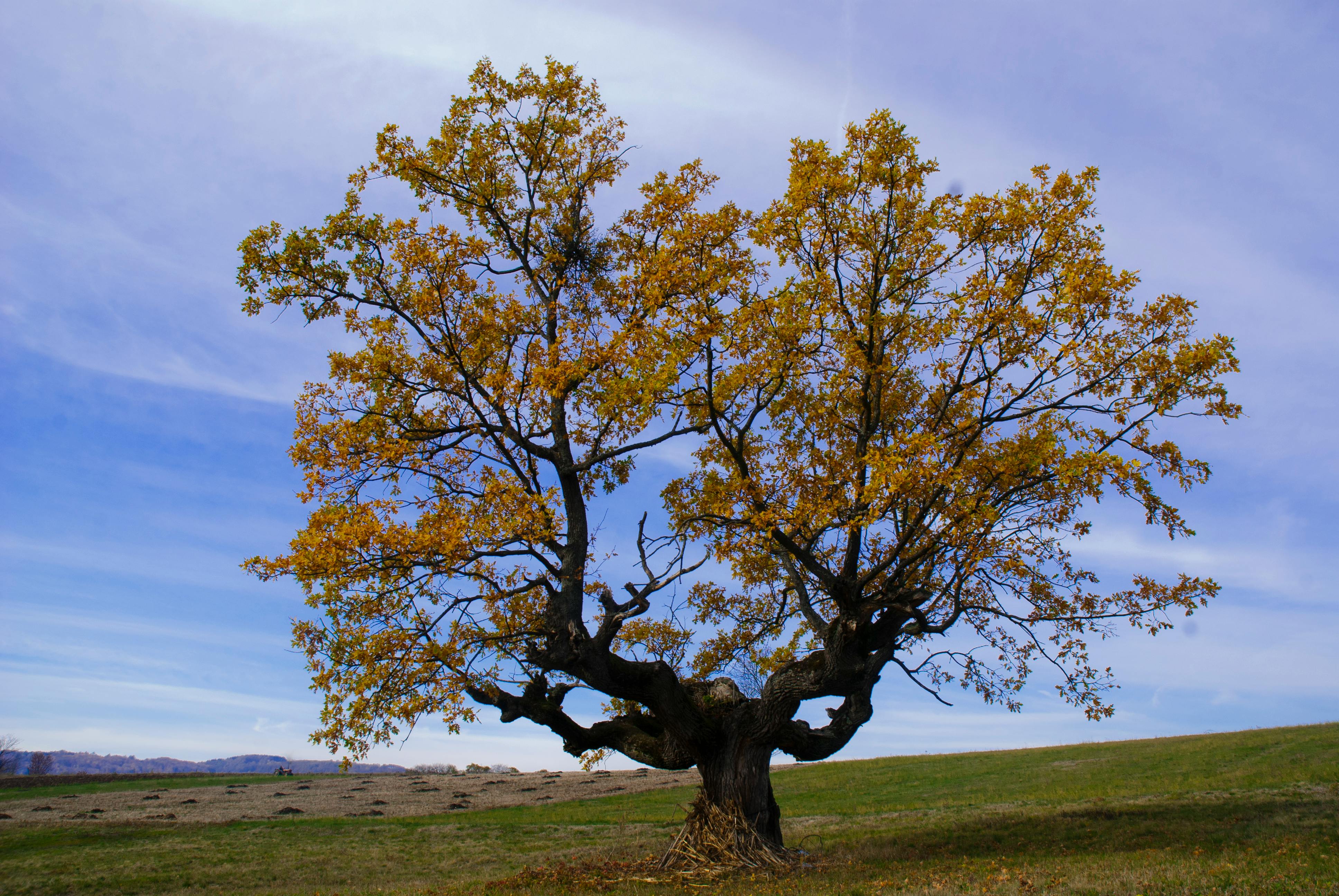 Oak Tree Wallpaper 4k Photos, Download The BEST Free Oak Tree Wallpaper ...