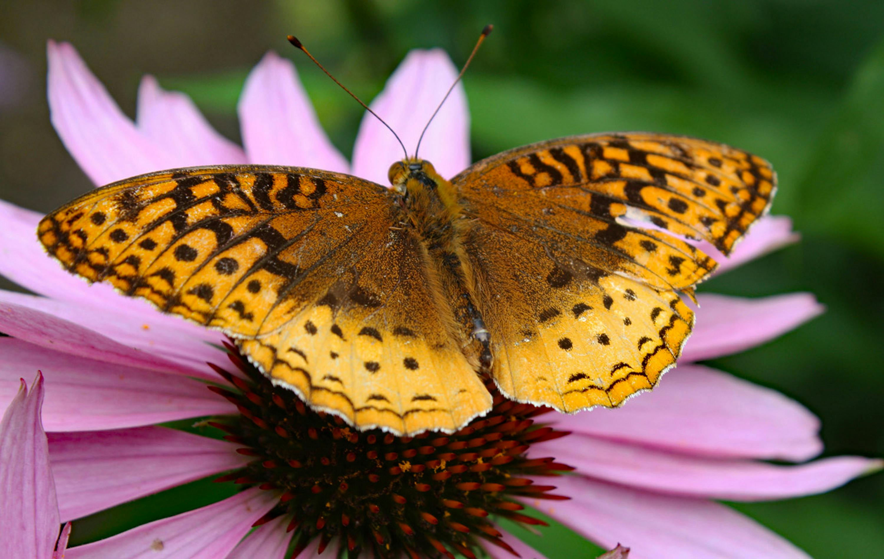 Great Spangled Fritillary on Pink Flower · Free Stock Photo