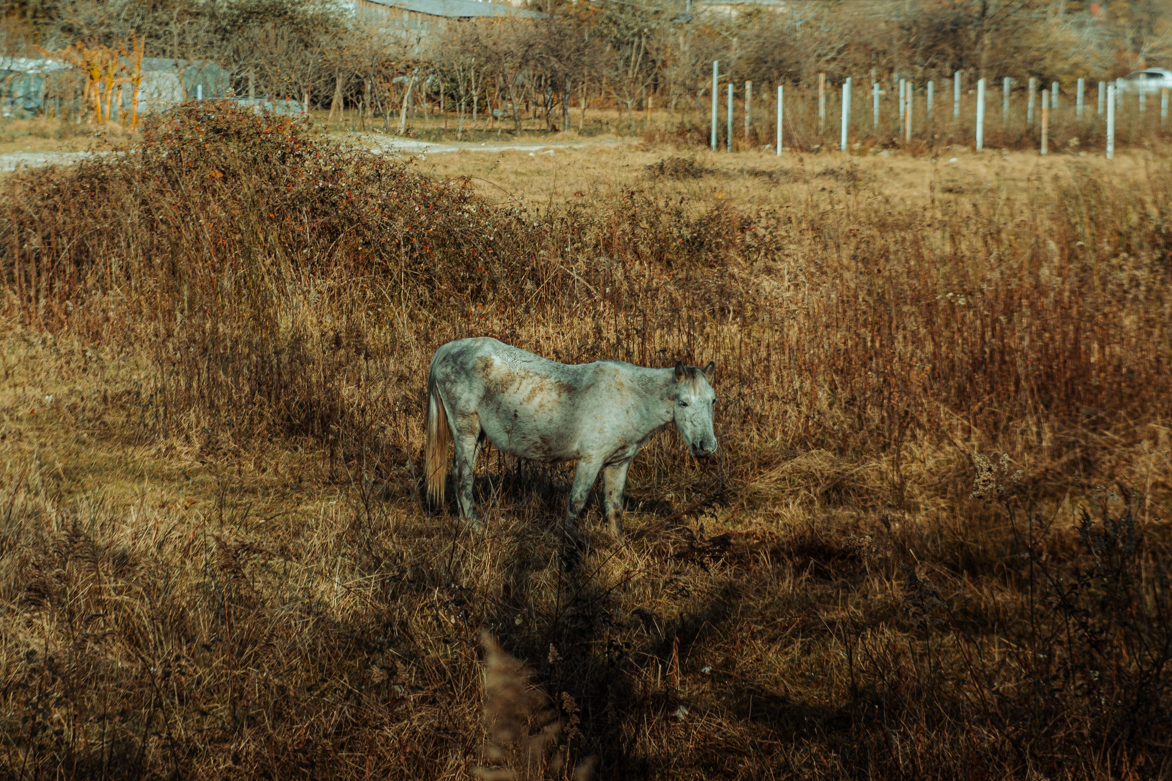 Guryan - Photography