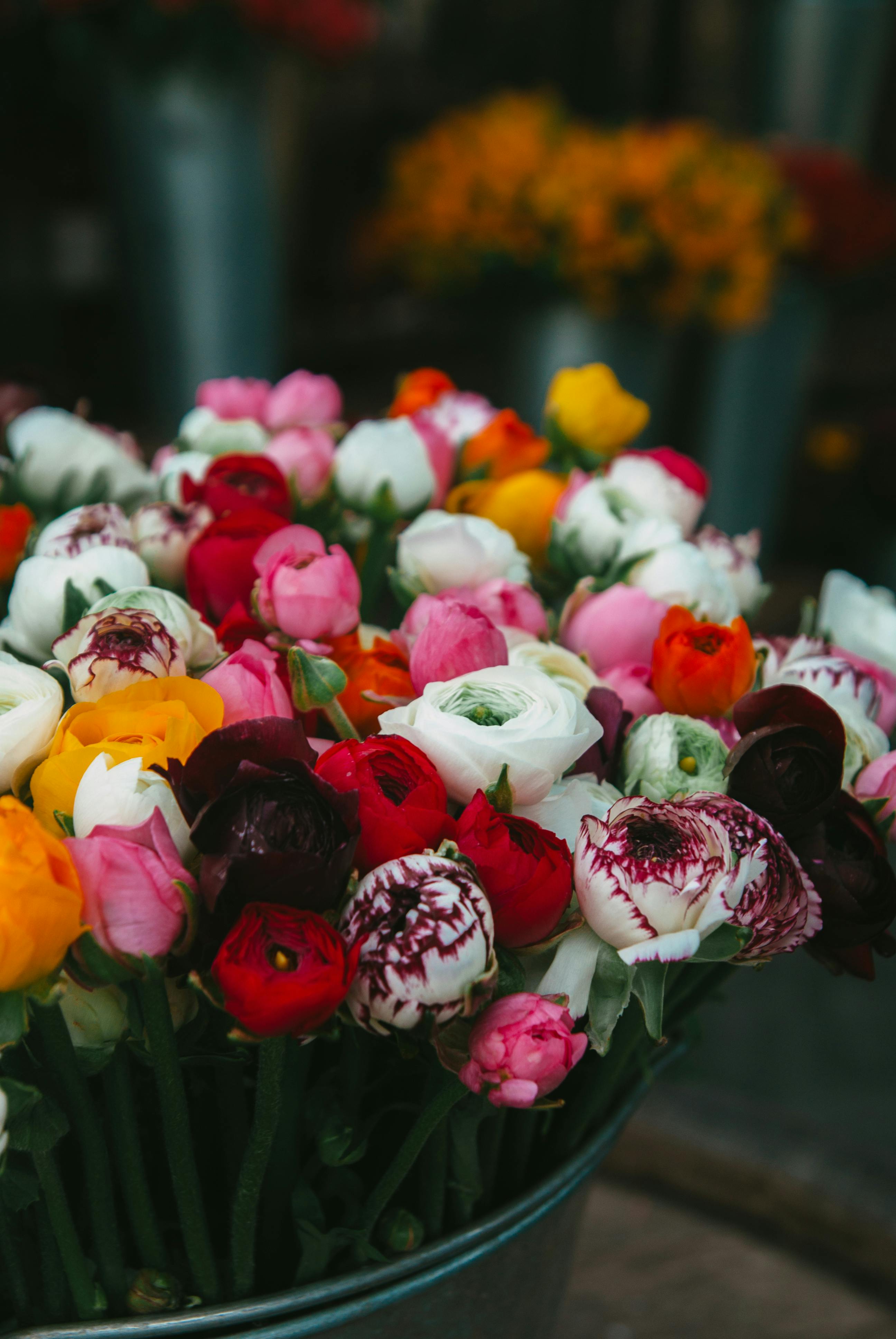 Bouquet of Roses in Bucket · Free Stock Photo