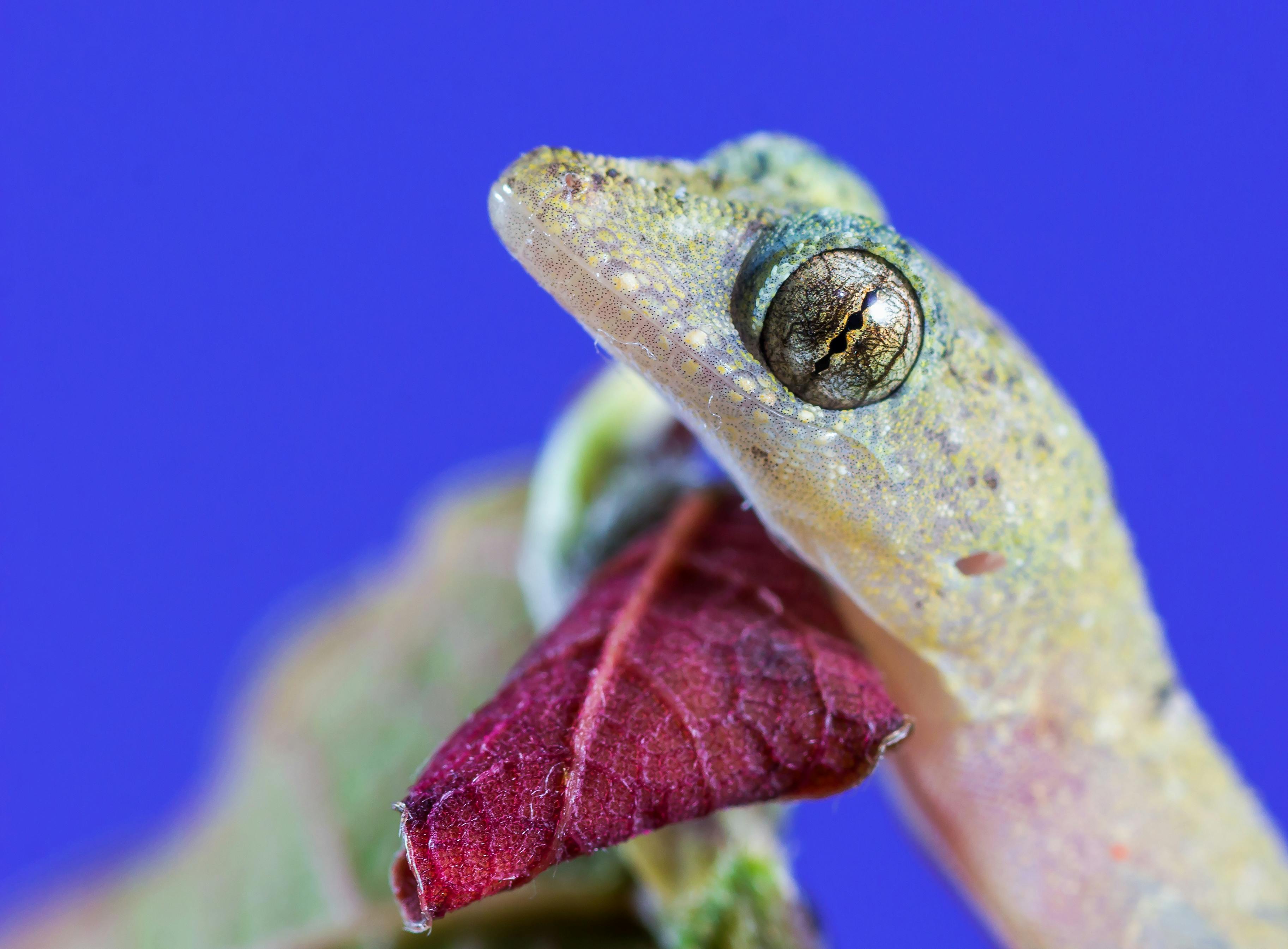 Macro gecko. · Free Stock Photo