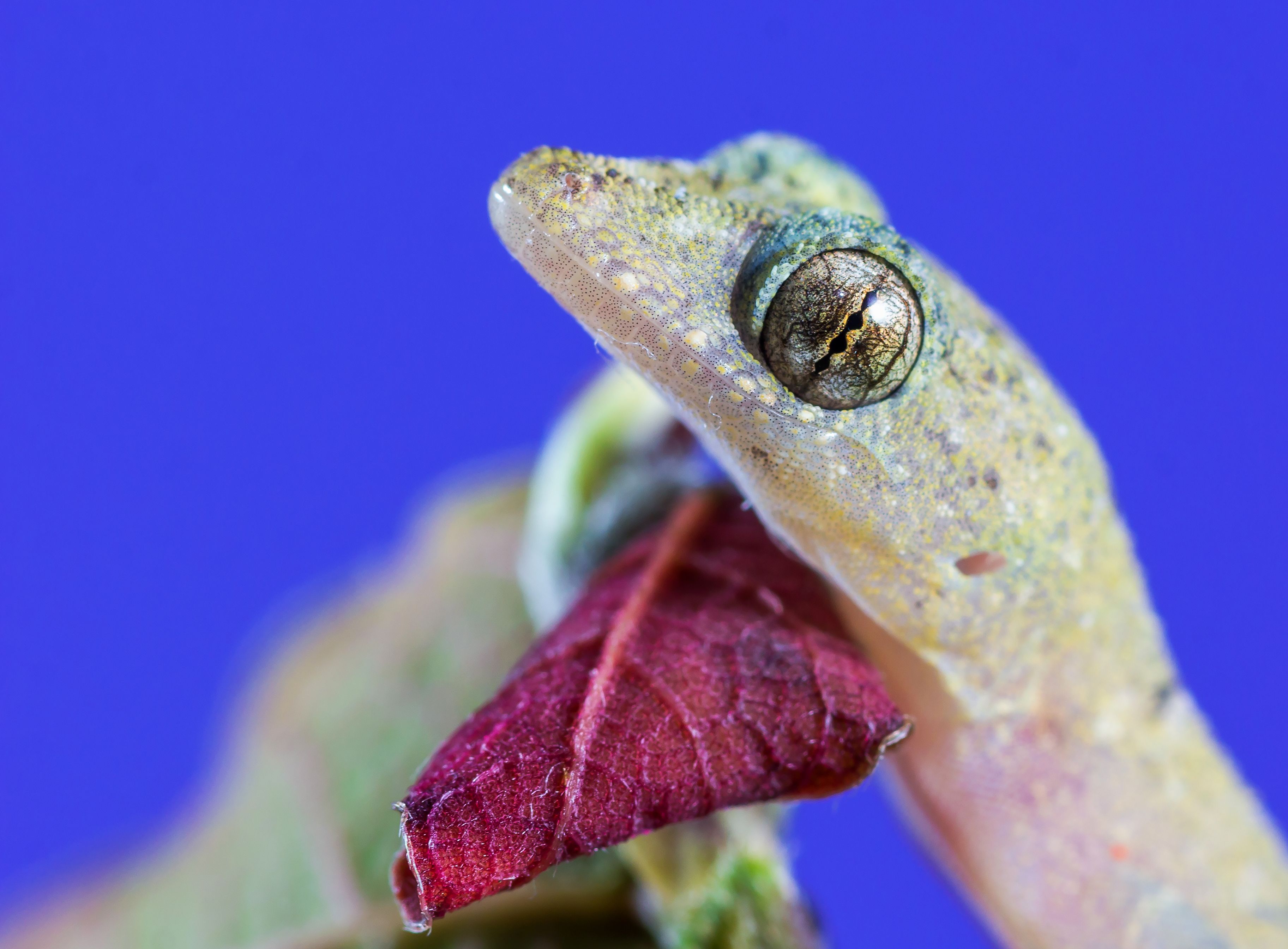 60.000+ melhores imagens de Eye Hatterkep Jate · Download 100% grátis ...