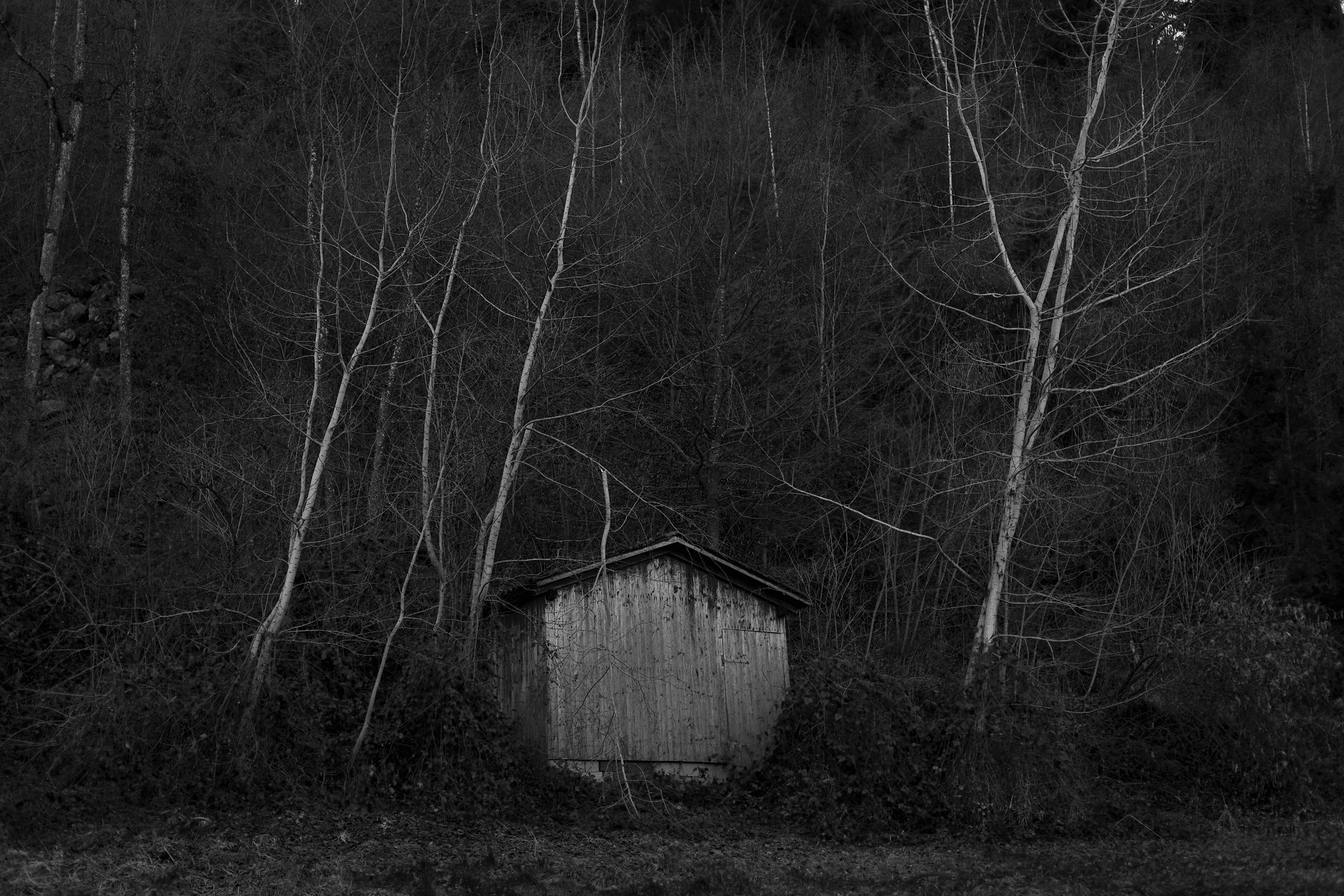 A Shed in a Forest · Free Stock Photo