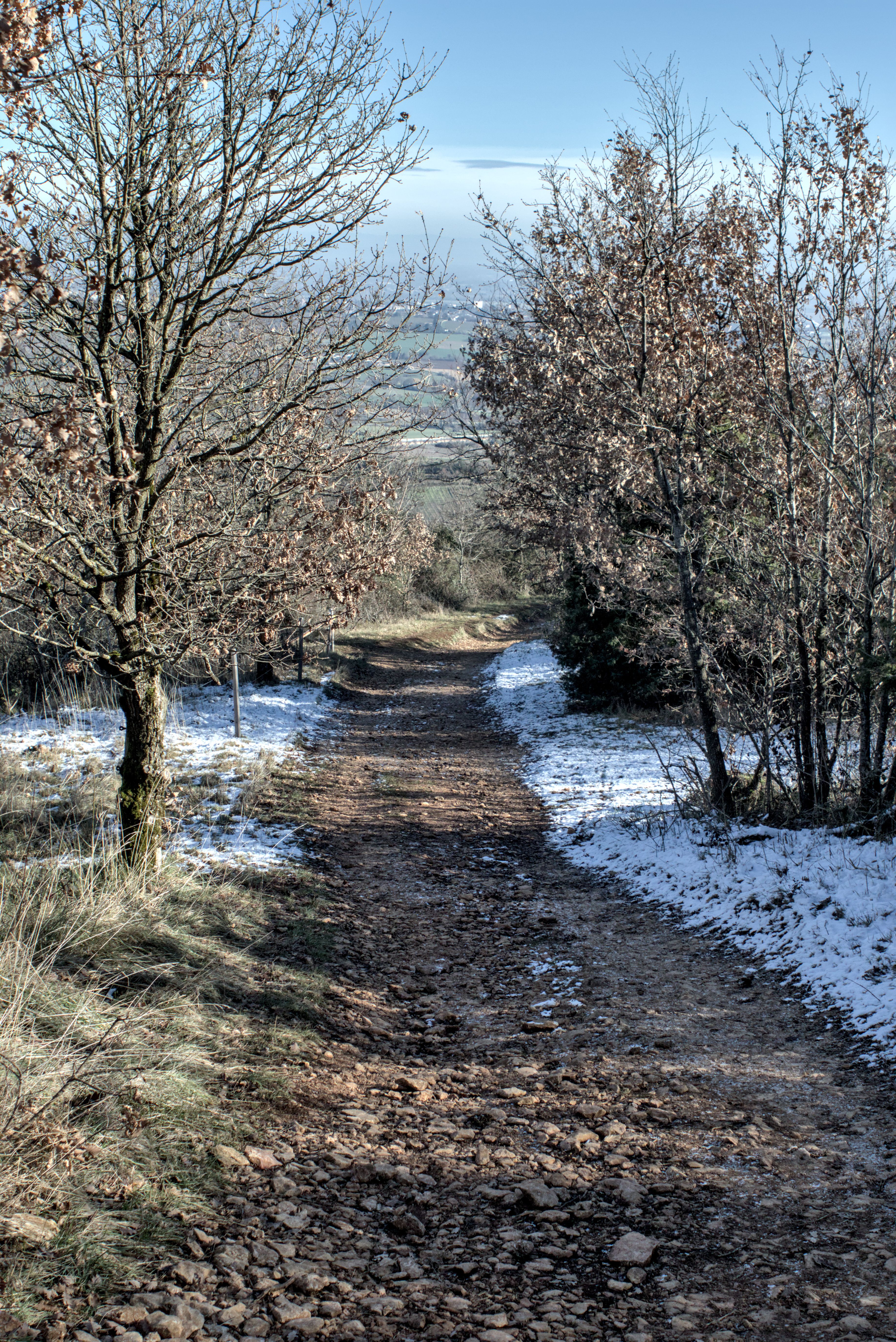 Path in a Forest in Winter · Free Stock Photo