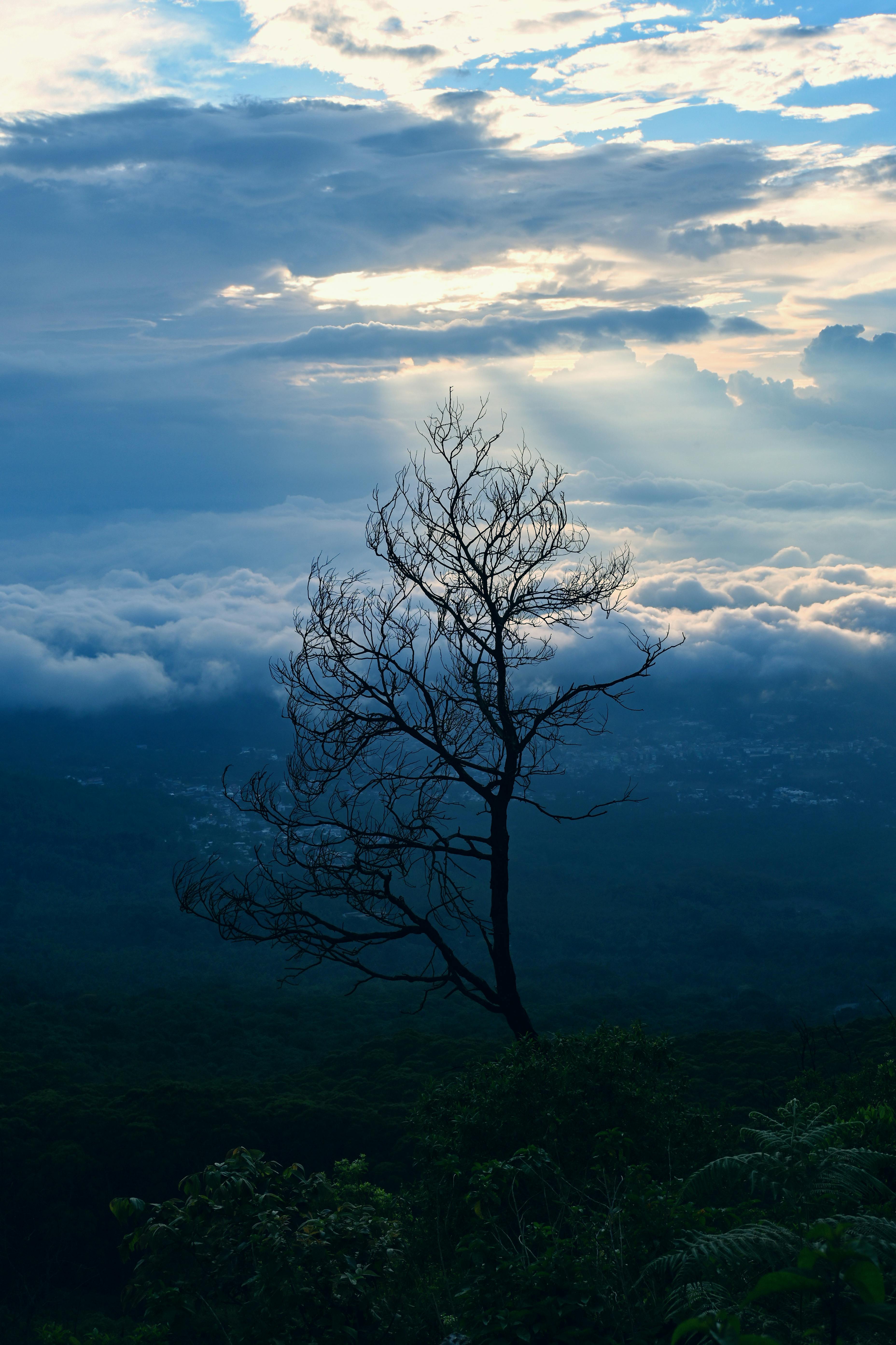 Silhouette of an Empty Tree During Sunset · Free Stock Photo
