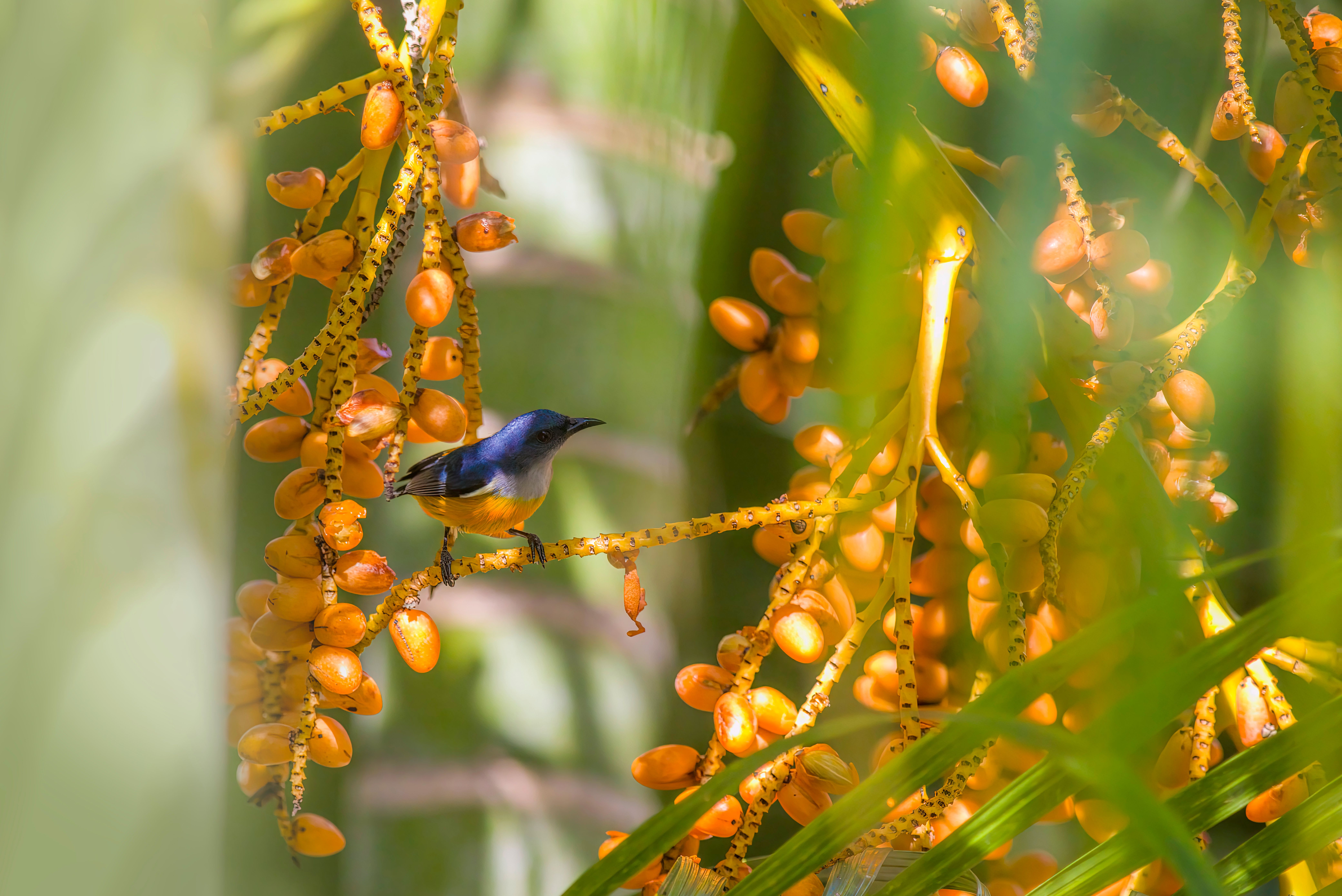 Blue Bird on a Shrub · Free Stock Photo