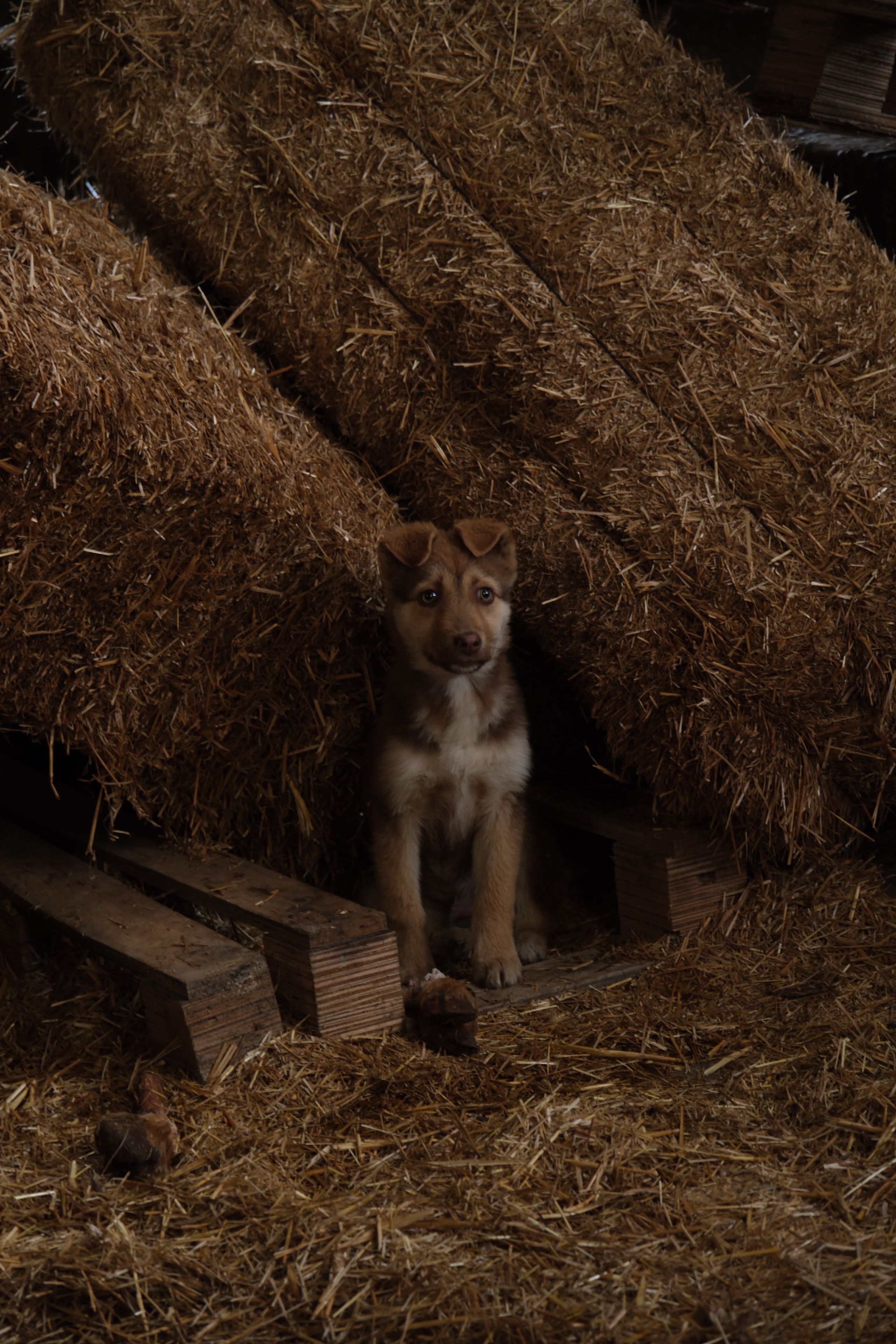 A Puppy Sitting next to a Stack of Hay · Free Stock Photo