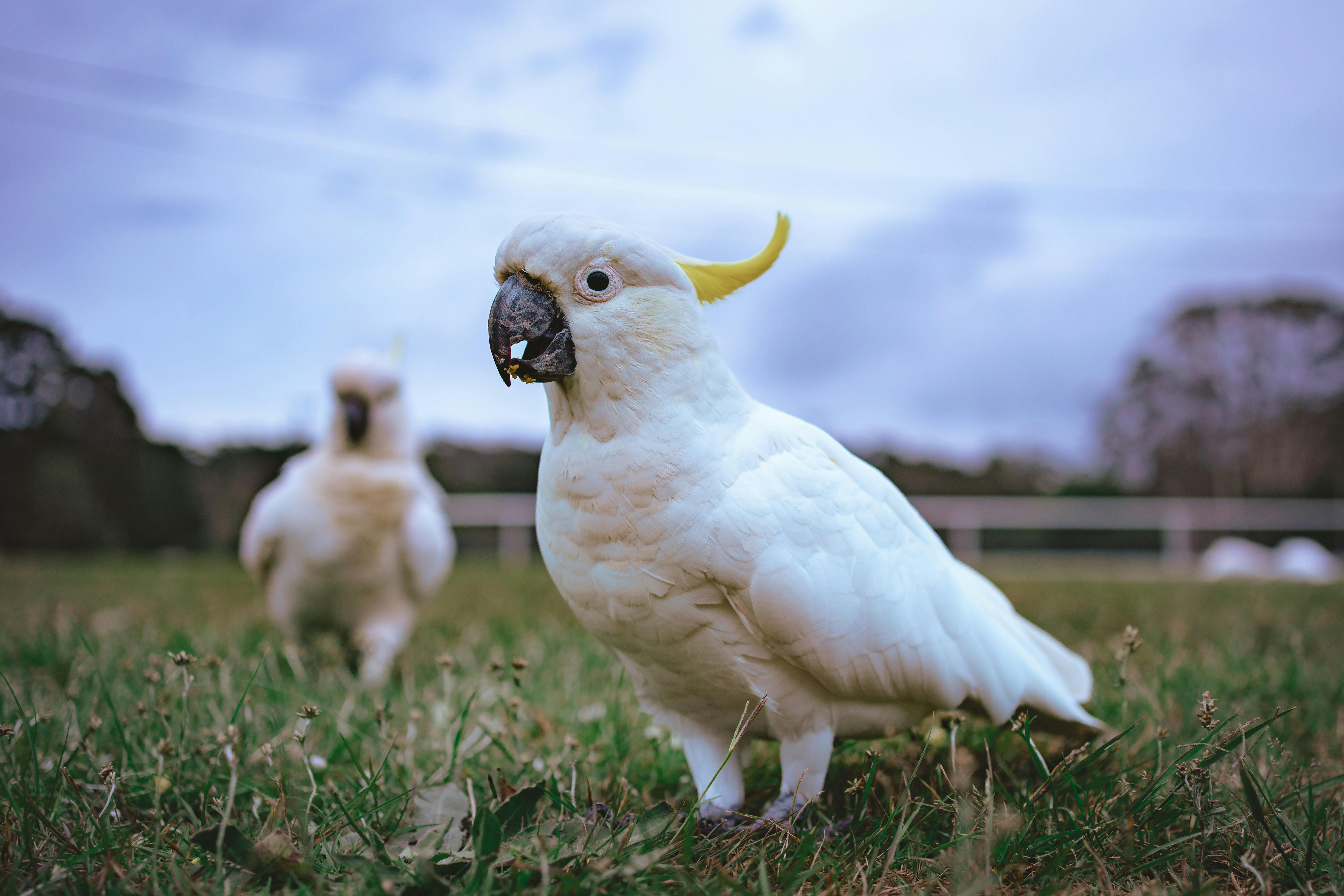 White Parrots on a Field · Free Stock Photo