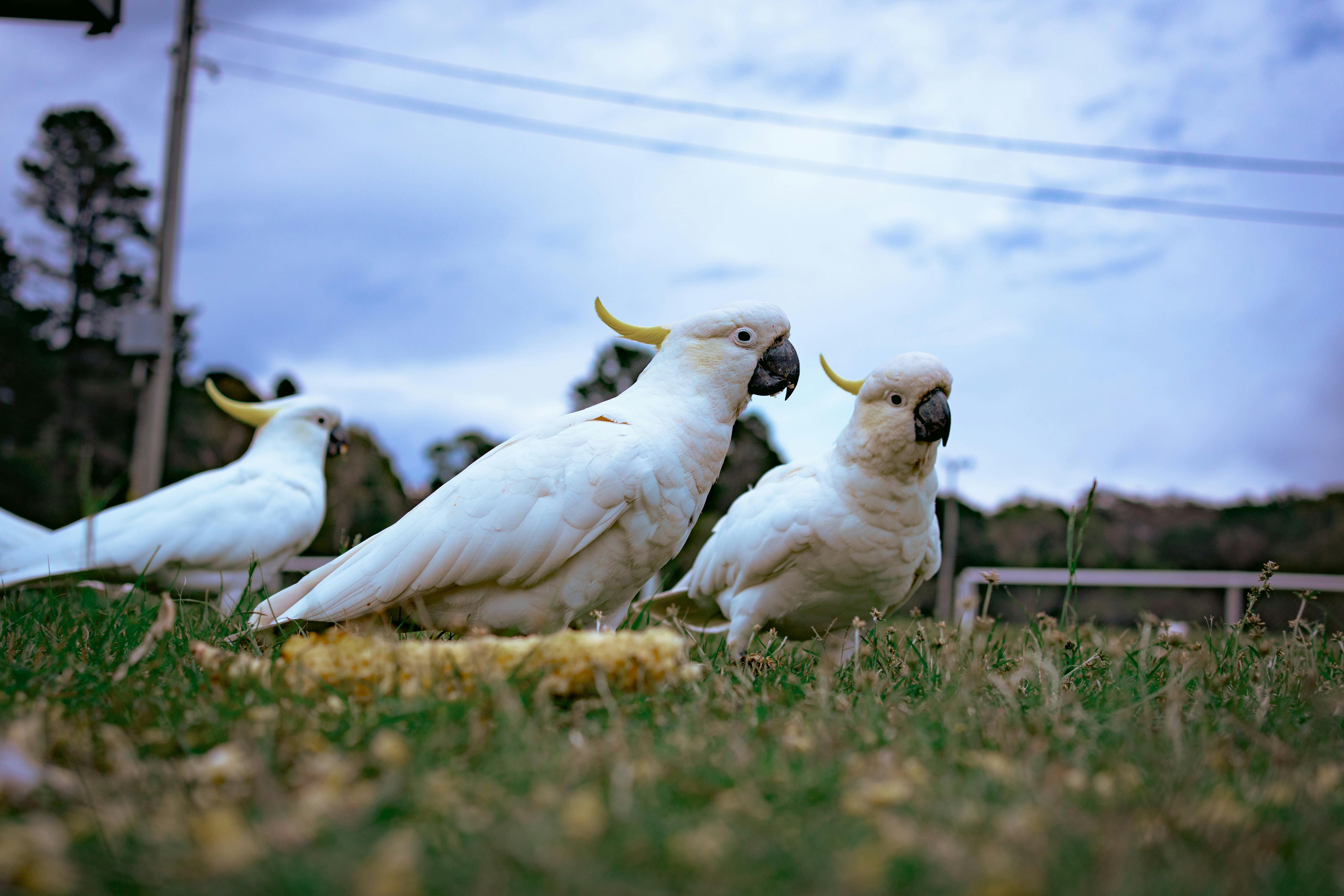 White Parrots on a Field · Free Stock Photo