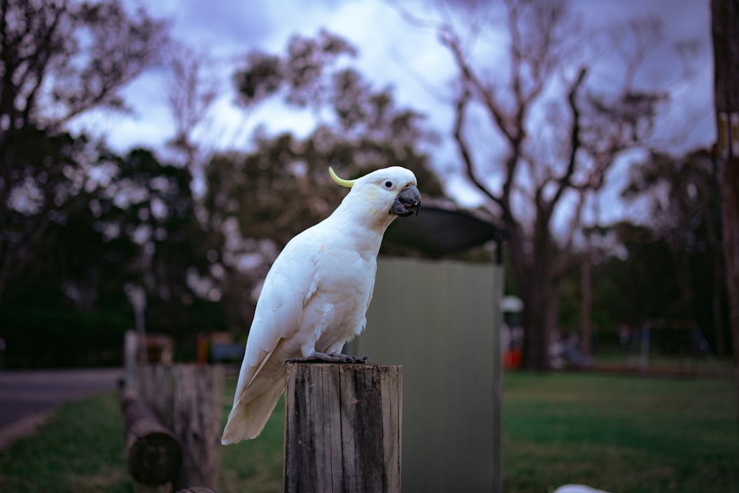 Cacatua Tenuirostris Behavior and How to Help Conserve It