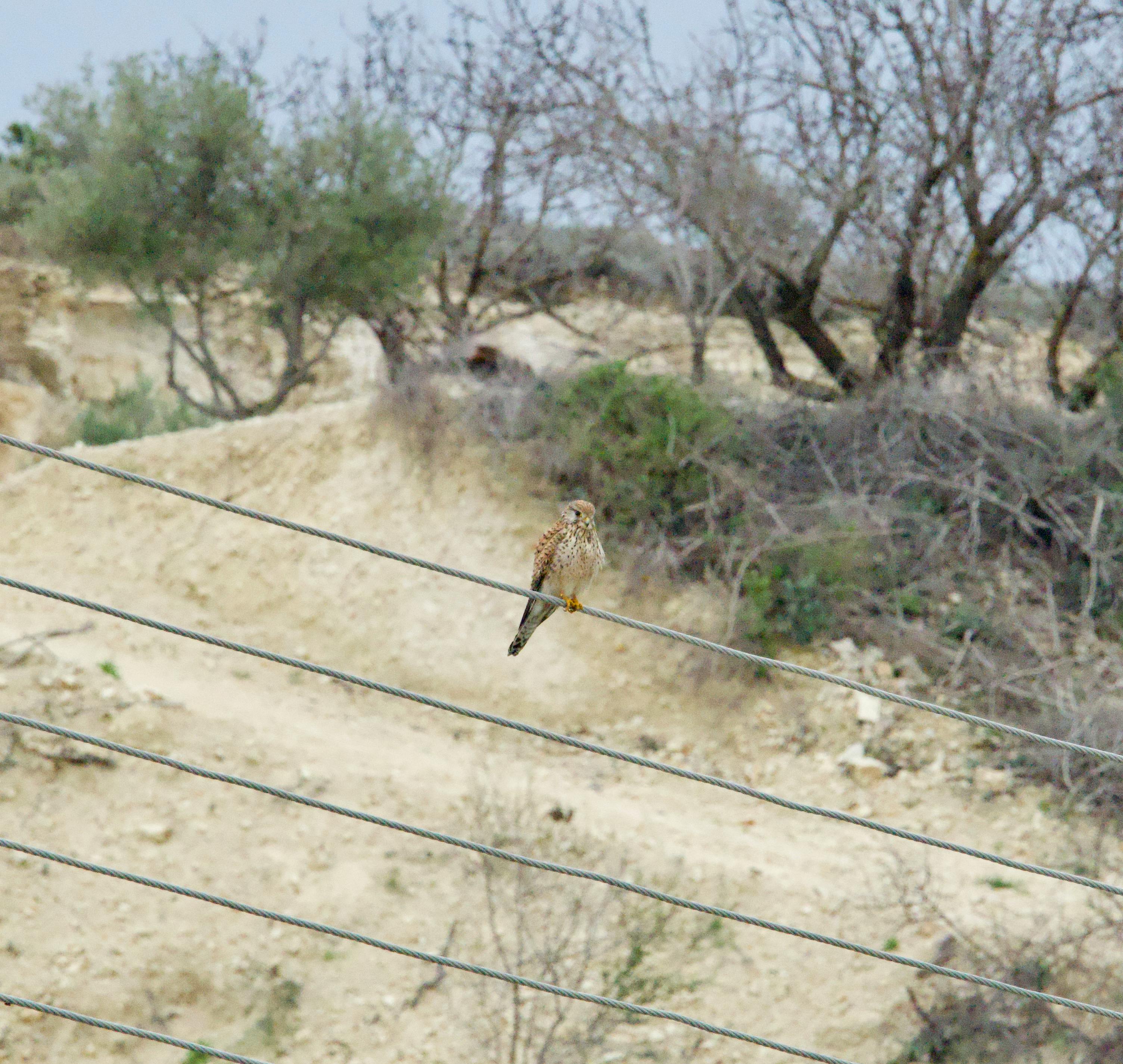 Bird on a String by the Steppe · Free Stock Photo