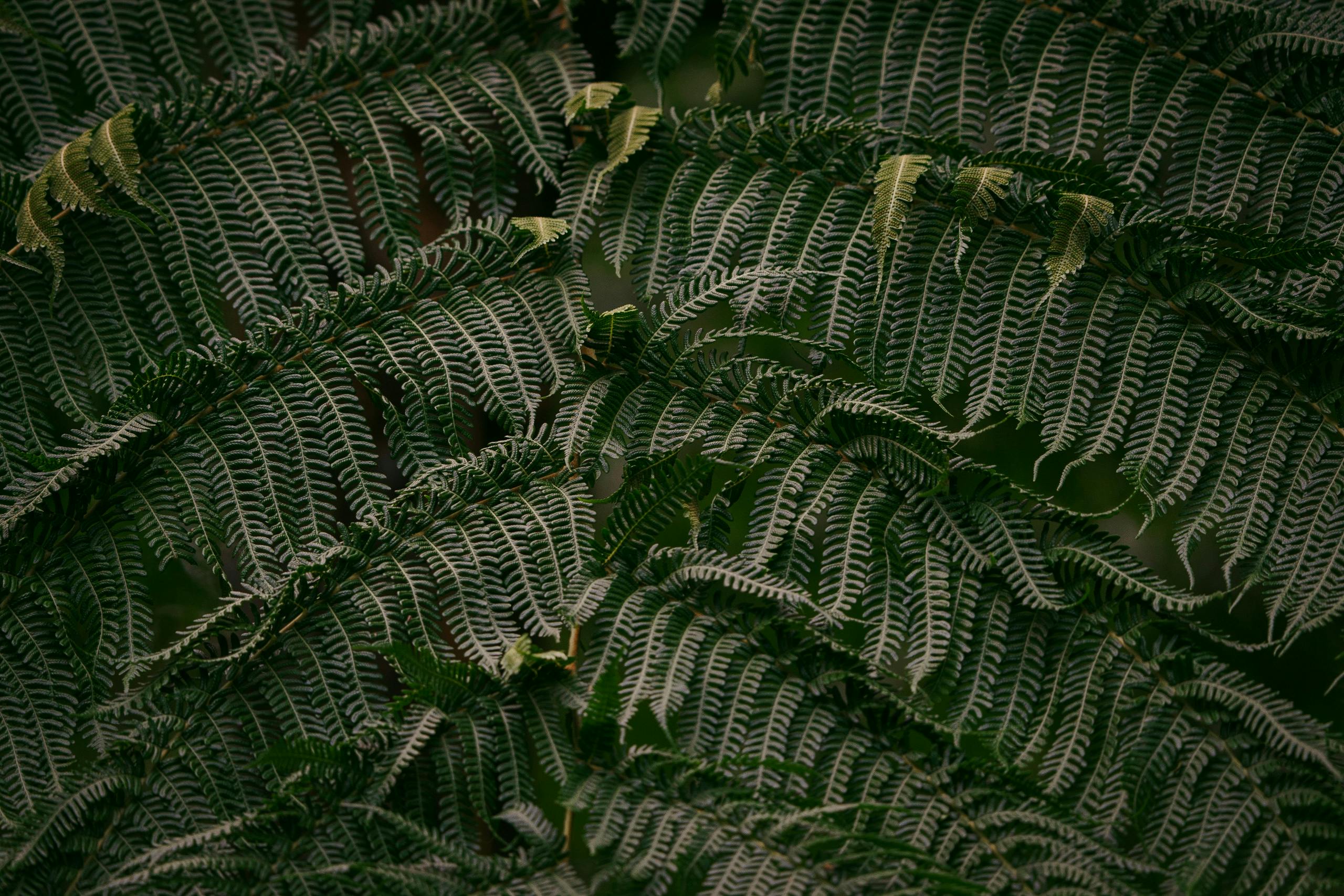 Green Fern Plant in Close Up Photography · Free Stock Photo