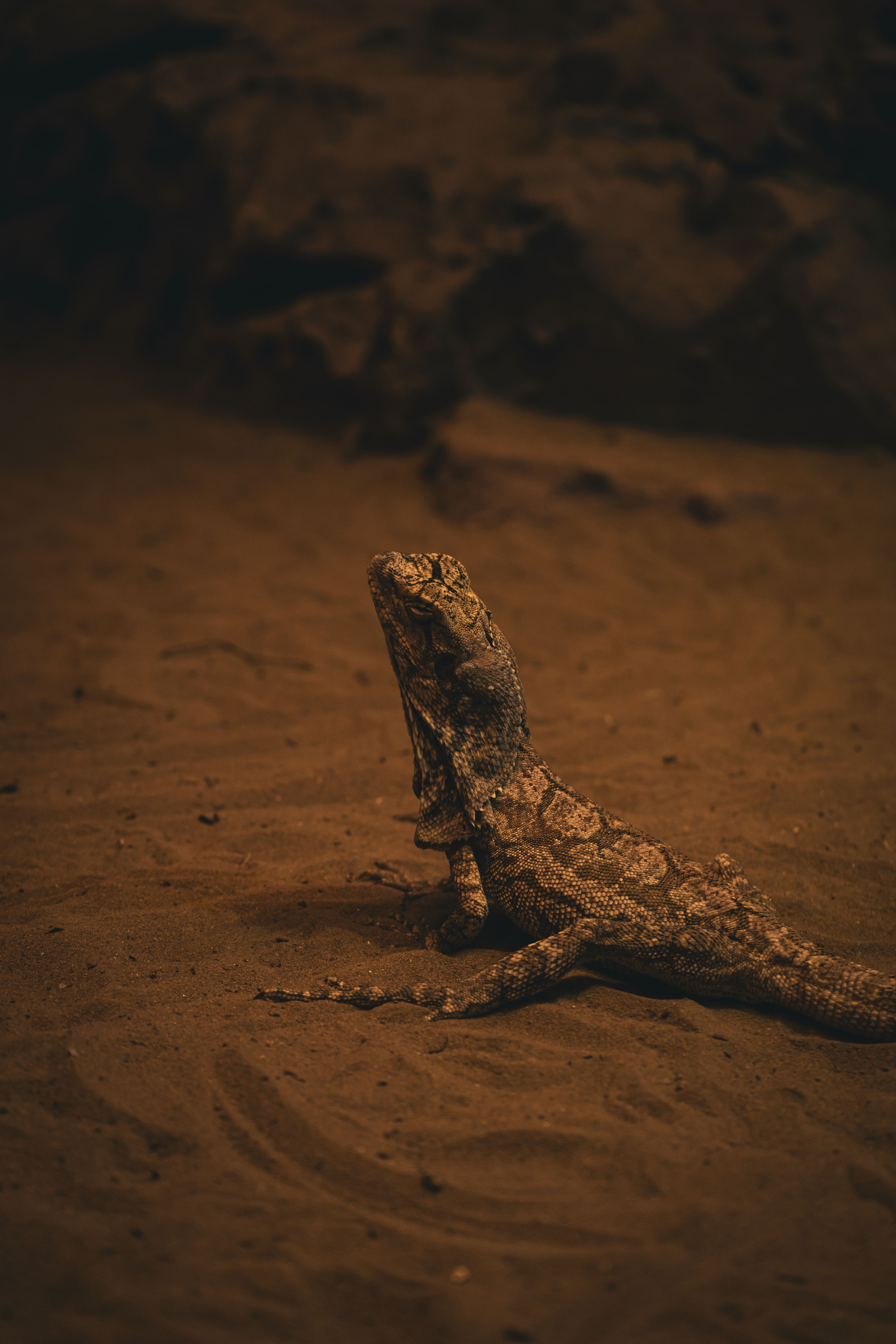 Close-up of a Frilled Lizard Sitting on Sand · Free Stock Photo