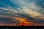 Field At Sunset Photos, Download The BEST Free Field At Sunset Stock ...