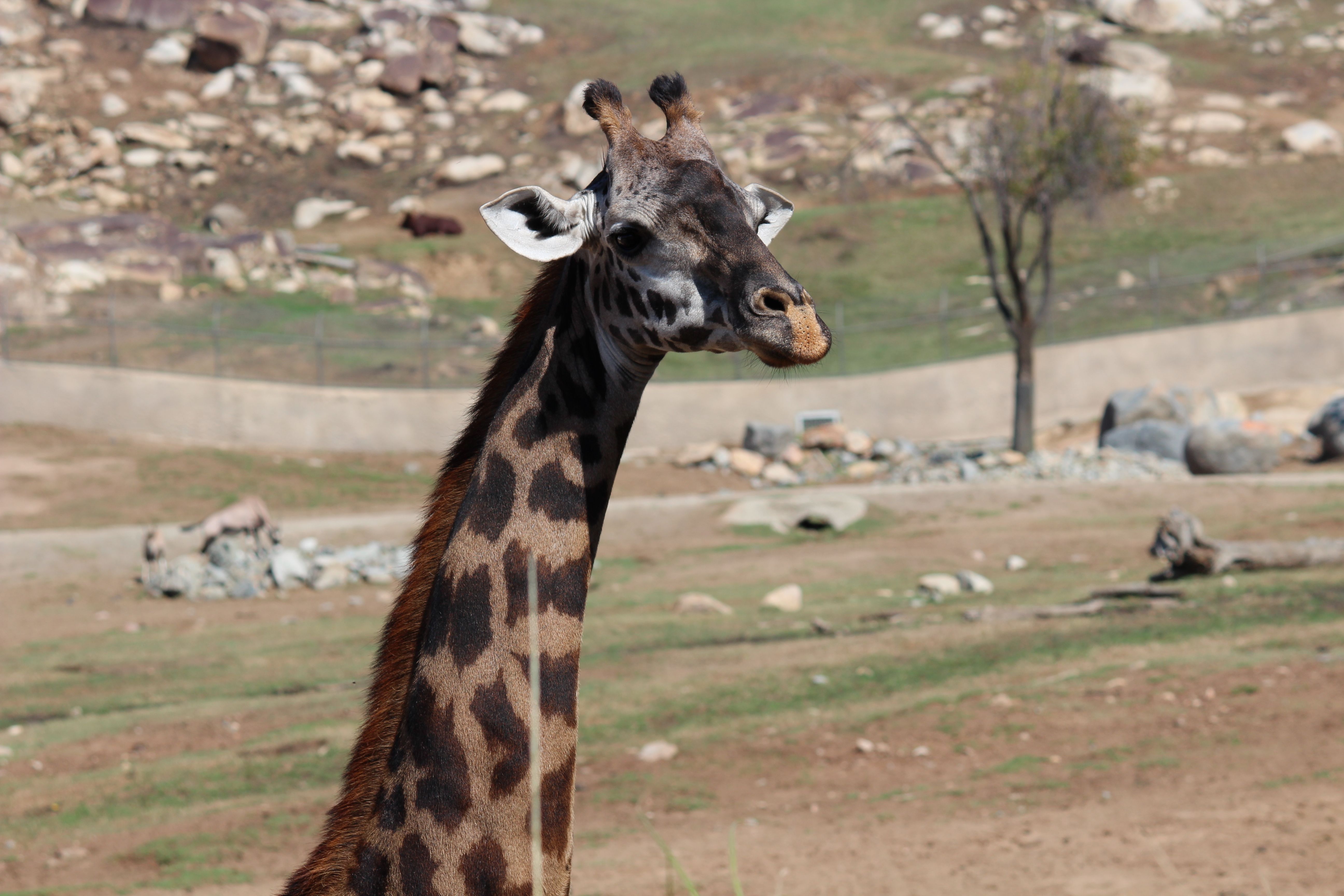 Giraffe on a Safari · Free Stock Photo