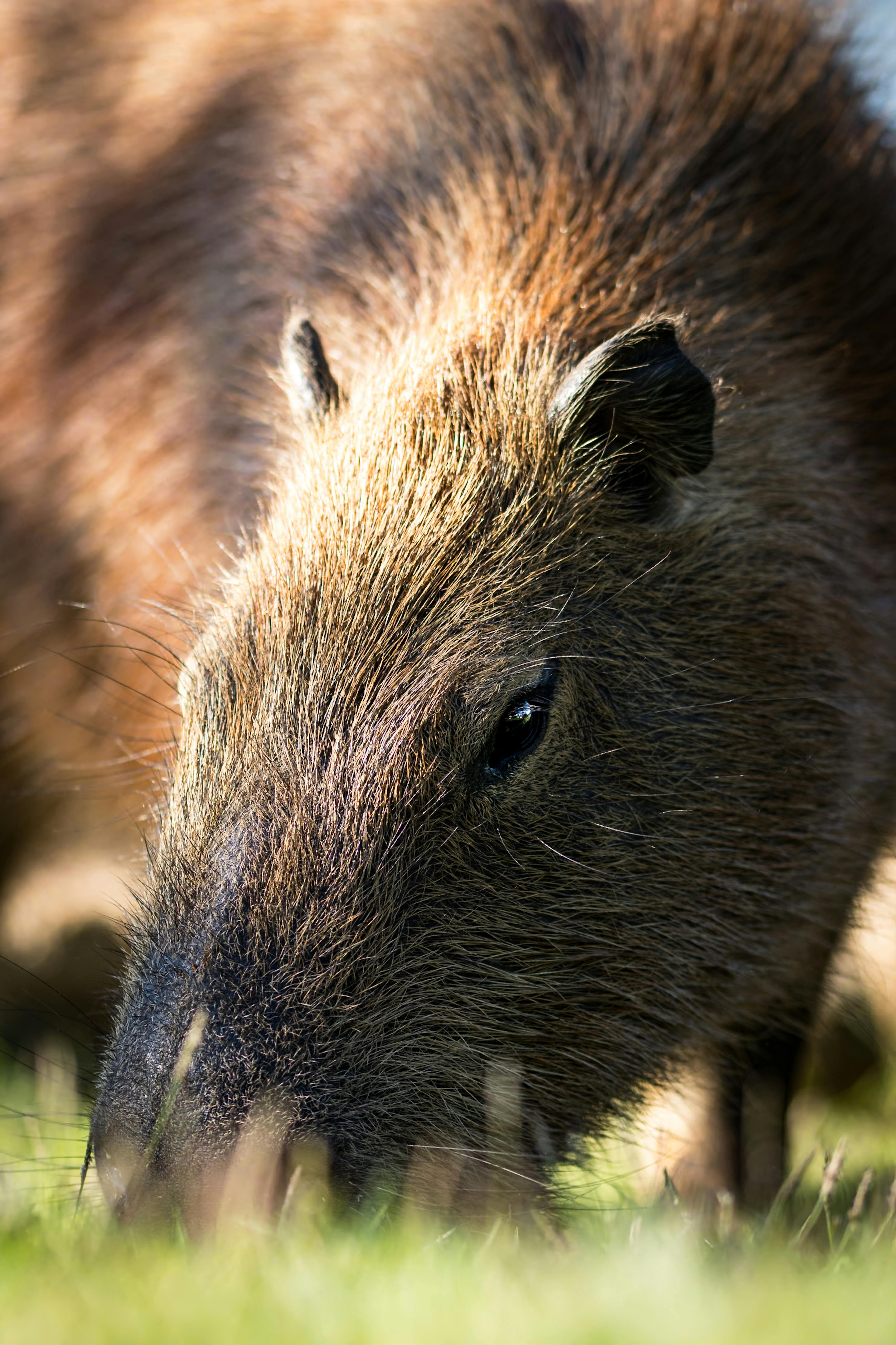 Photo of 3 Capybara Standing Near Wooden Branch and Grass · Free Stock ...