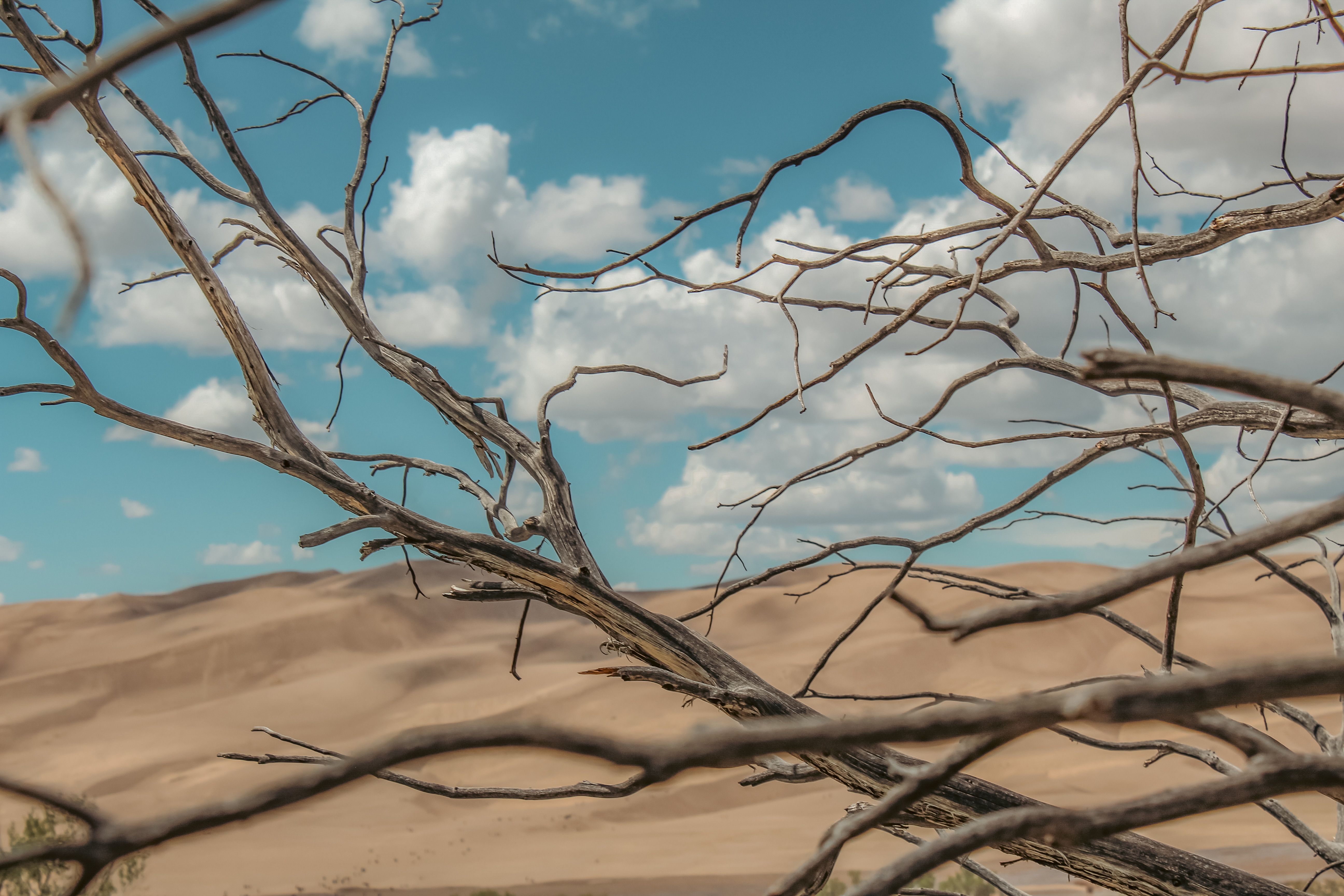 Branches of a Withered Tree in the Desert · Free Stock Photo