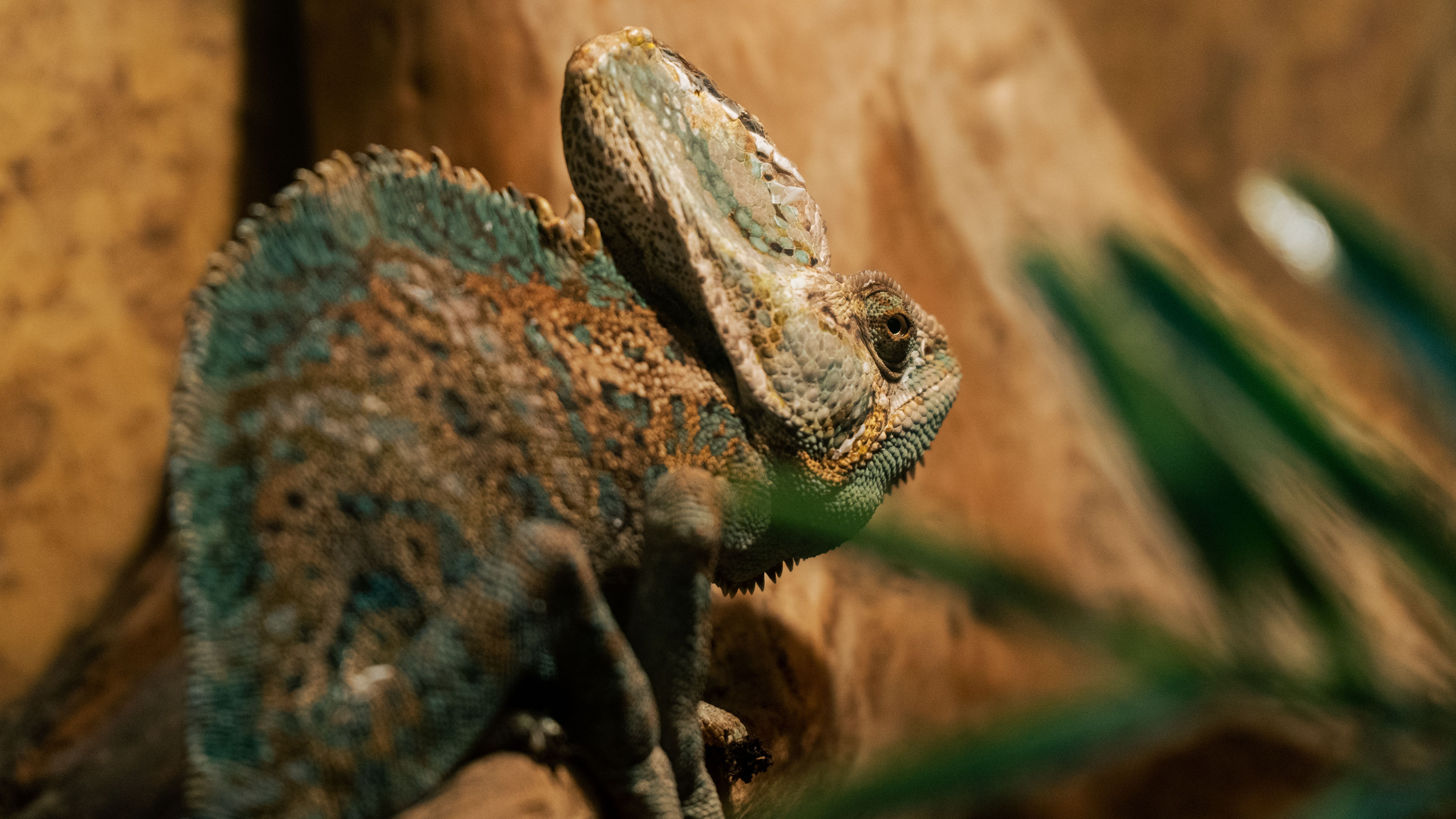 Foto profissional gratuita de amante da natureza, animais selvagens ...