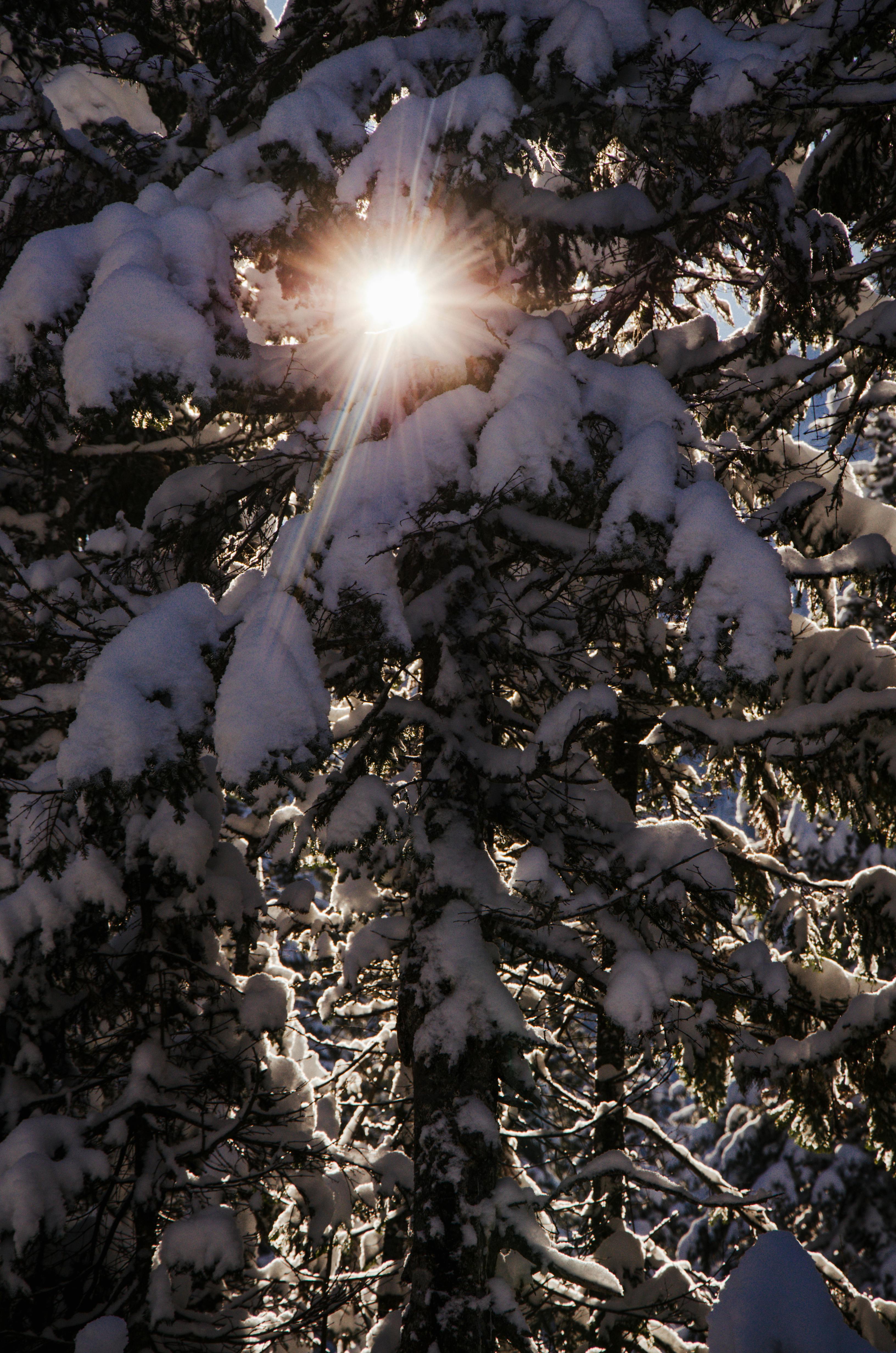 Tree Covered in Snow with Sun Shining Through · Free Stock Photo