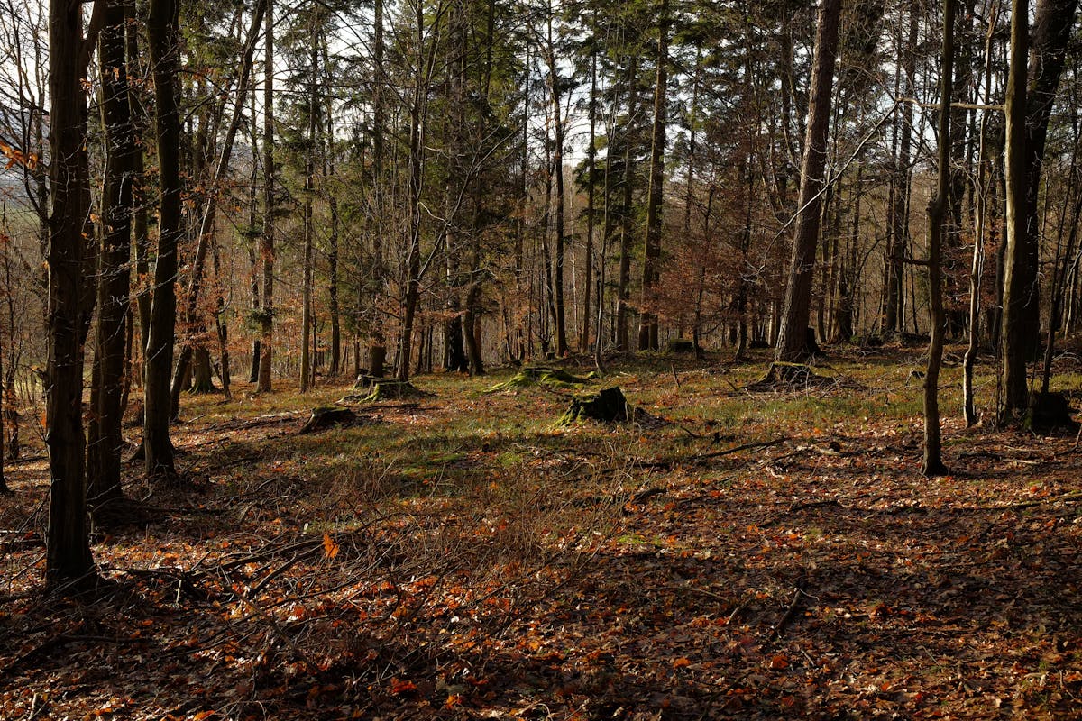 Stumps Photos, Download The BEST Free Stumps Stock Photos & HD Images