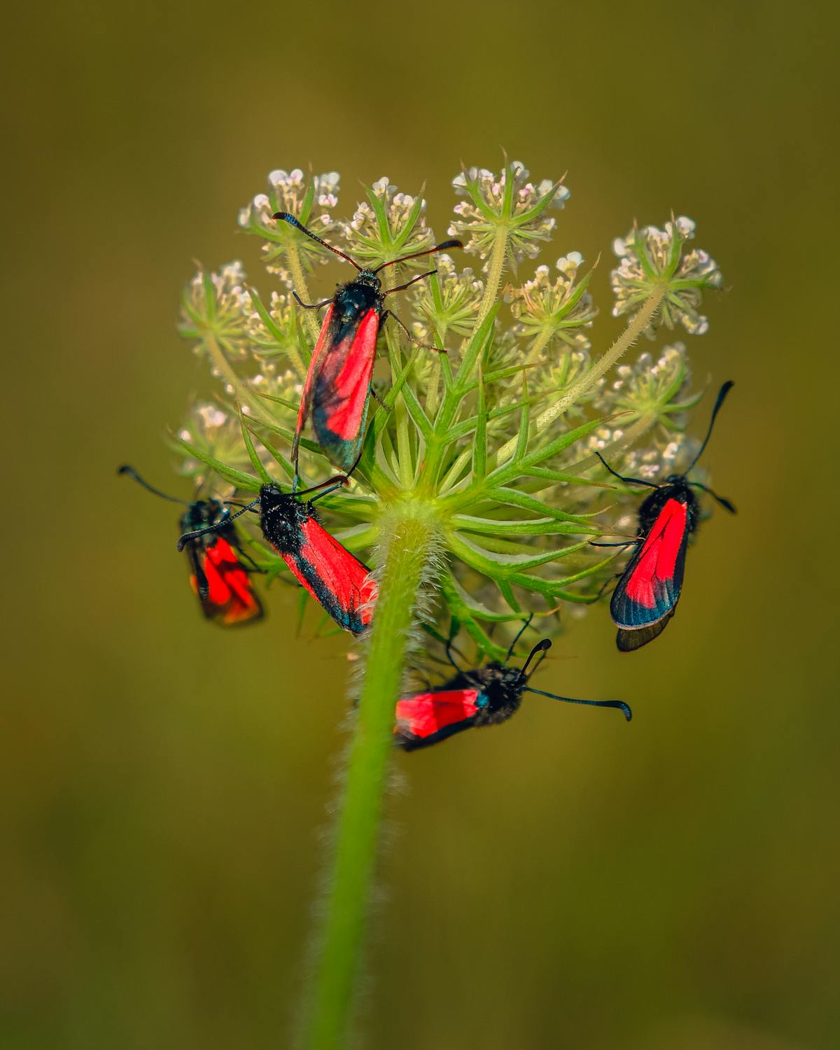 Moths Photos, Download The BEST Free Moths Stock Photos & HD Images