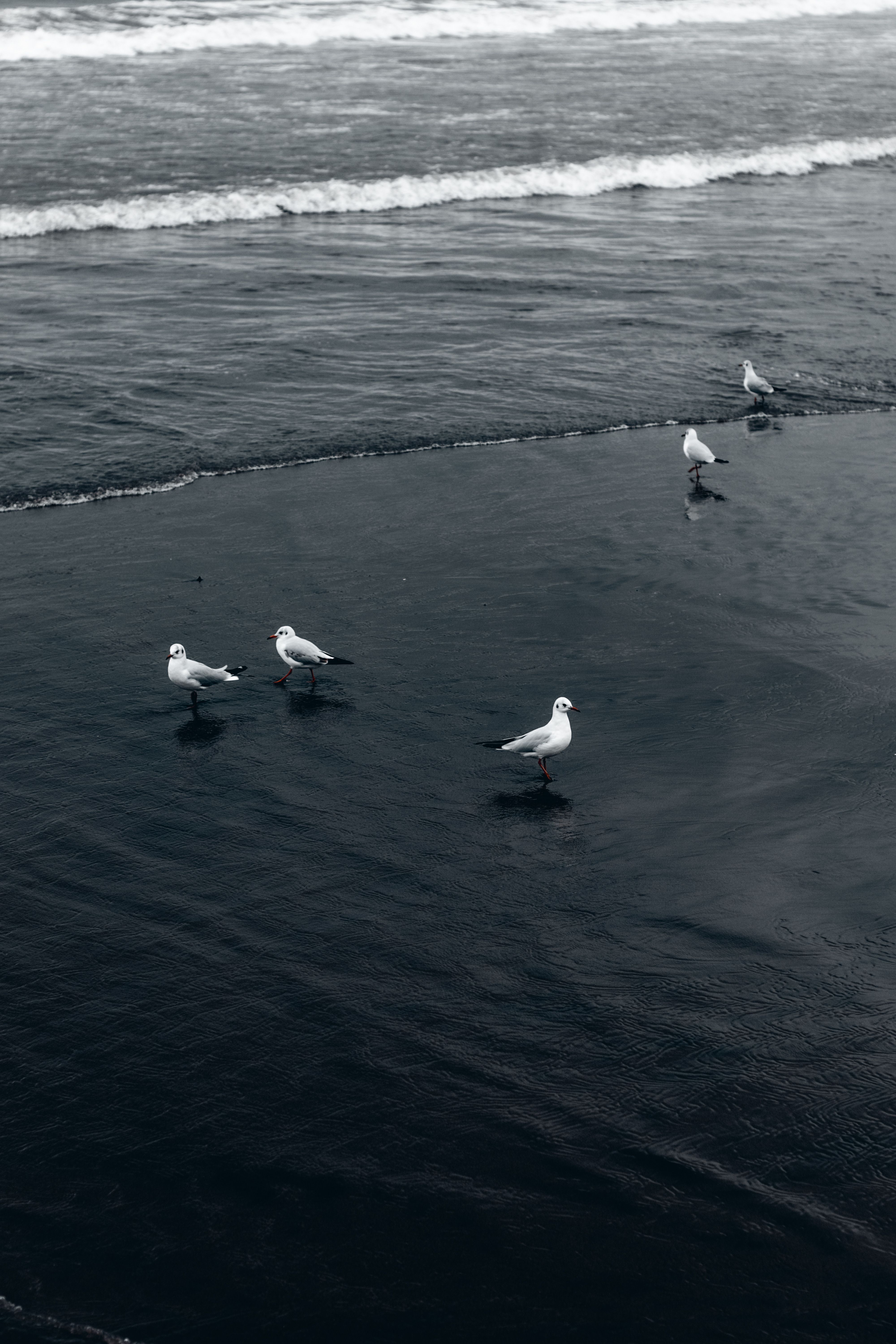 Animals At The Beach Photos, Download The BEST Free Animals At The ...