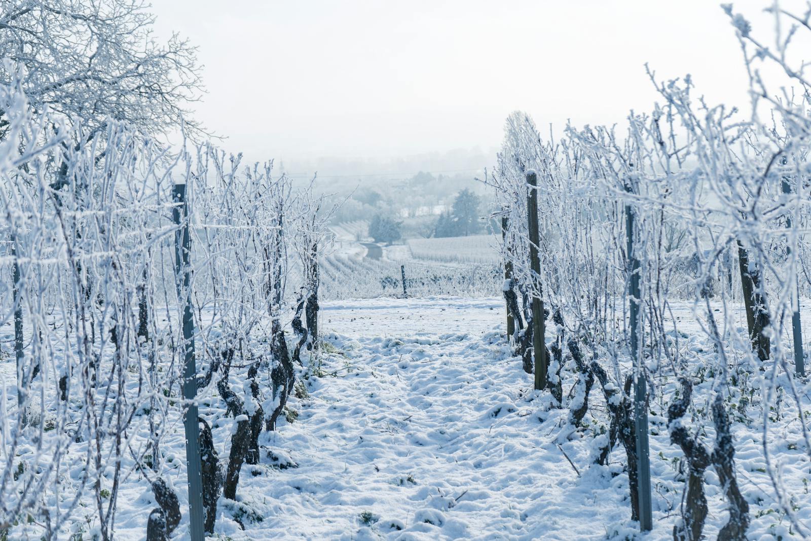 Winter Vineyard Photos, Download The BEST Free Winter Vineyard Stock ...