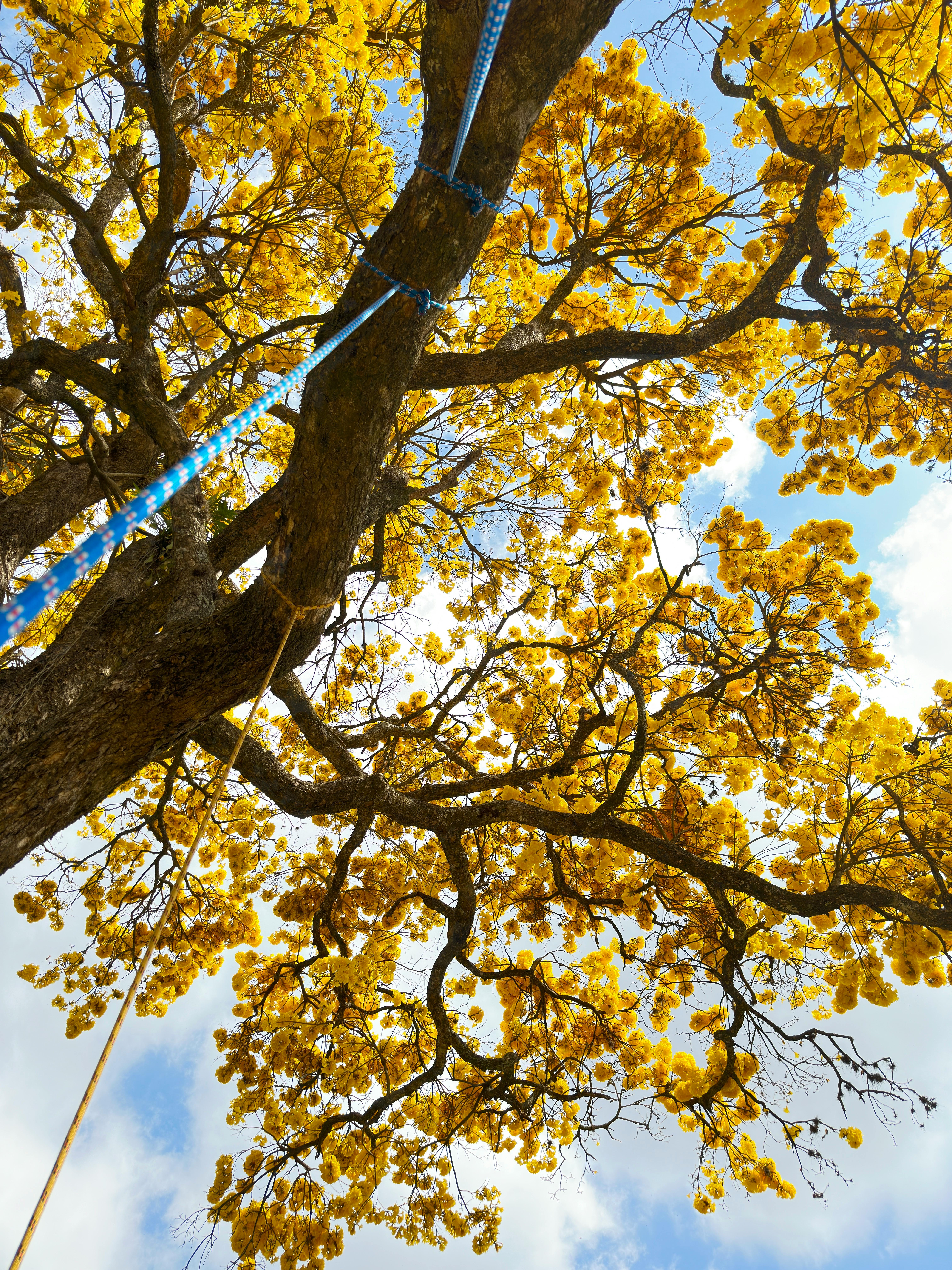 Deciduous Tree in Autumn · Free Stock Photo