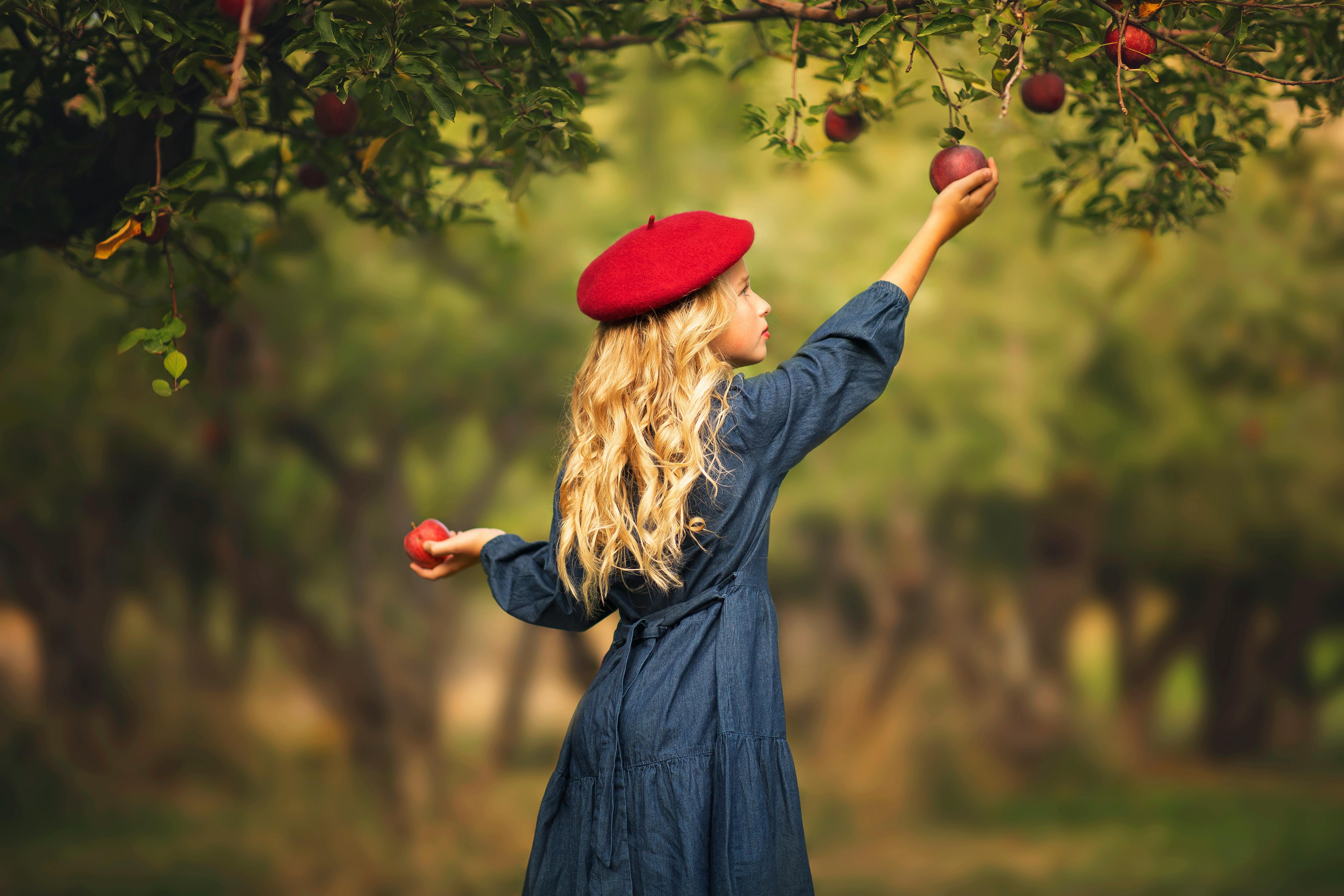 Apple Picking · Free Stock Photo