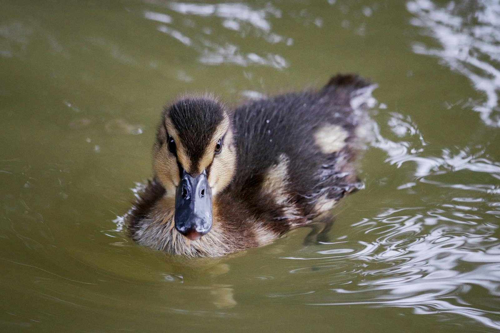 Donald Duck Photos, Download The BEST Free Donald Duck Stock Photos ...