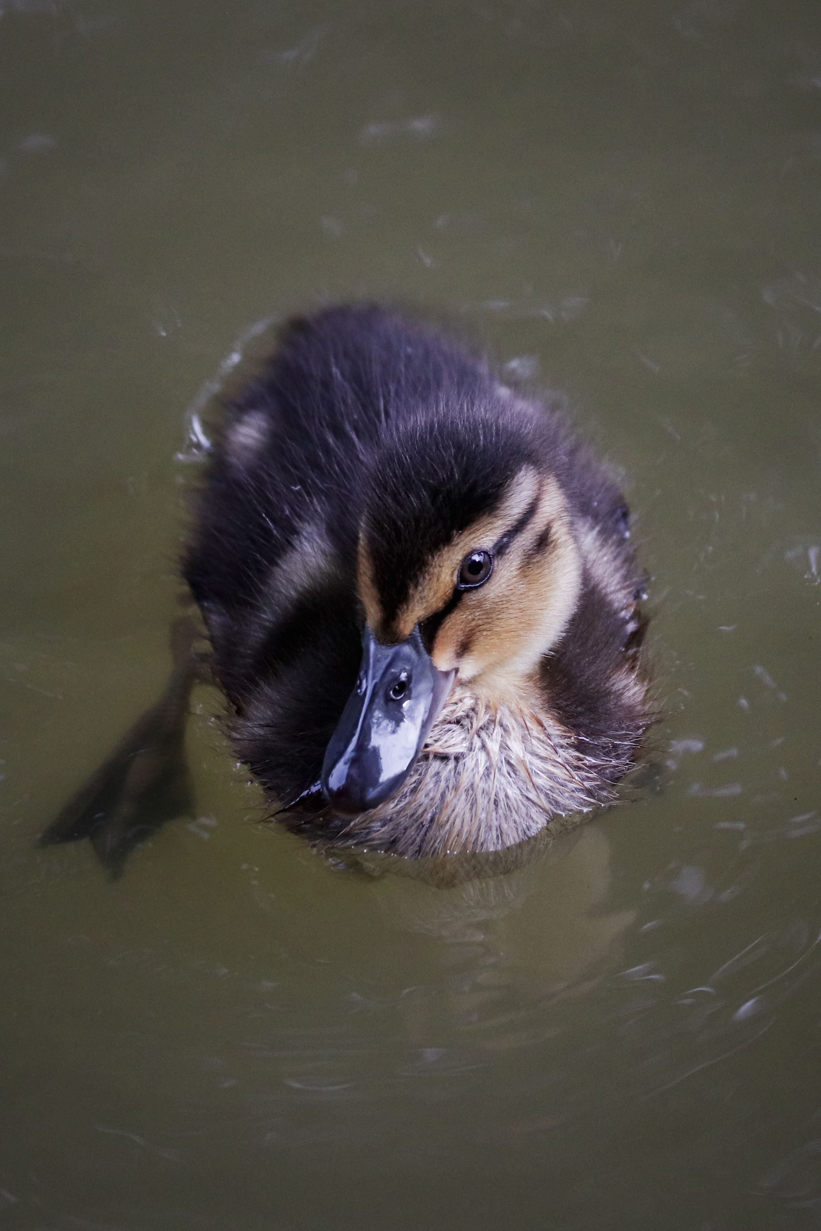 Female Mallard with Ducklings Swimming in a Lake · Free Stock Photo
