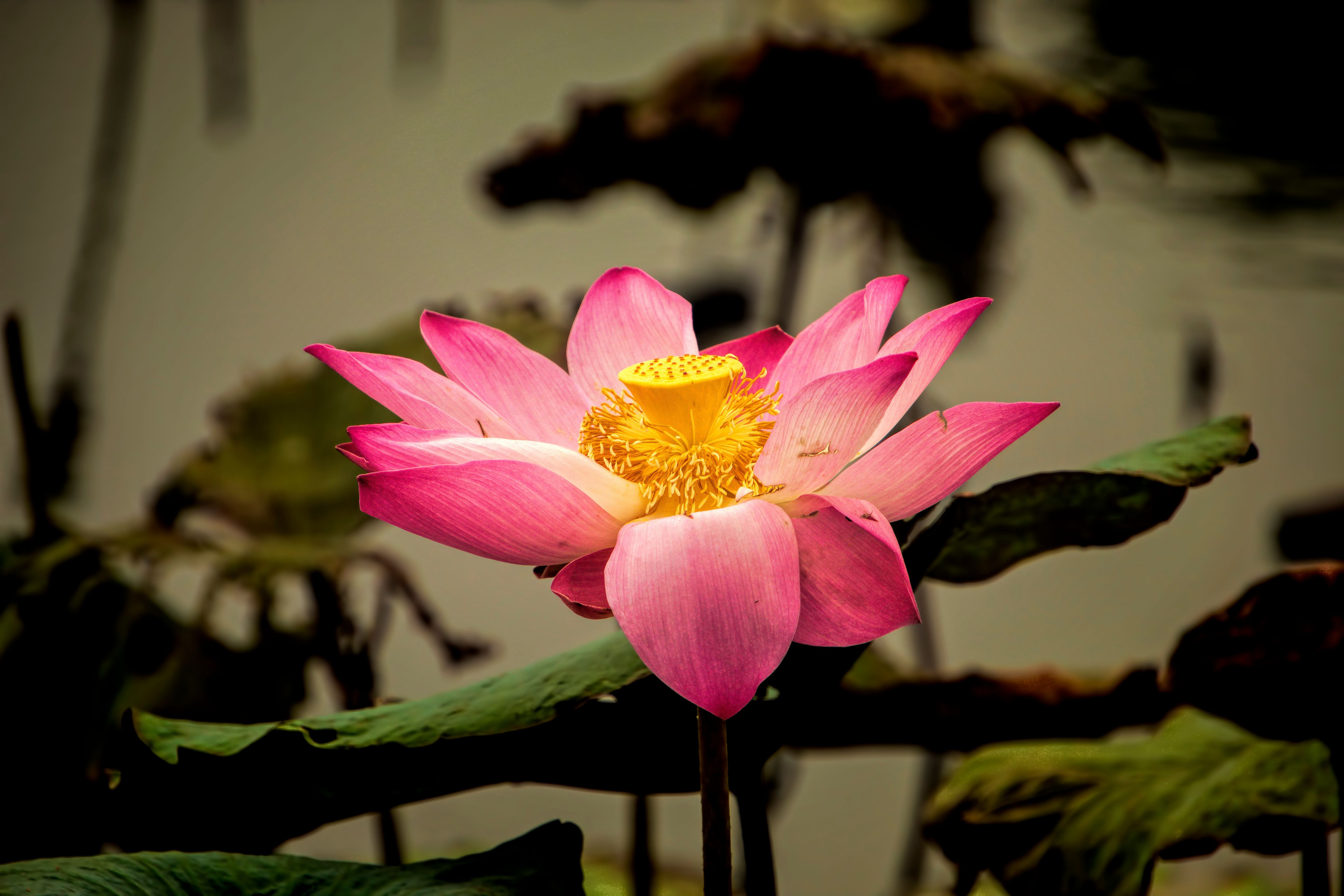 Close-up of a Pink Lotus in the Water · Free Stock Photo