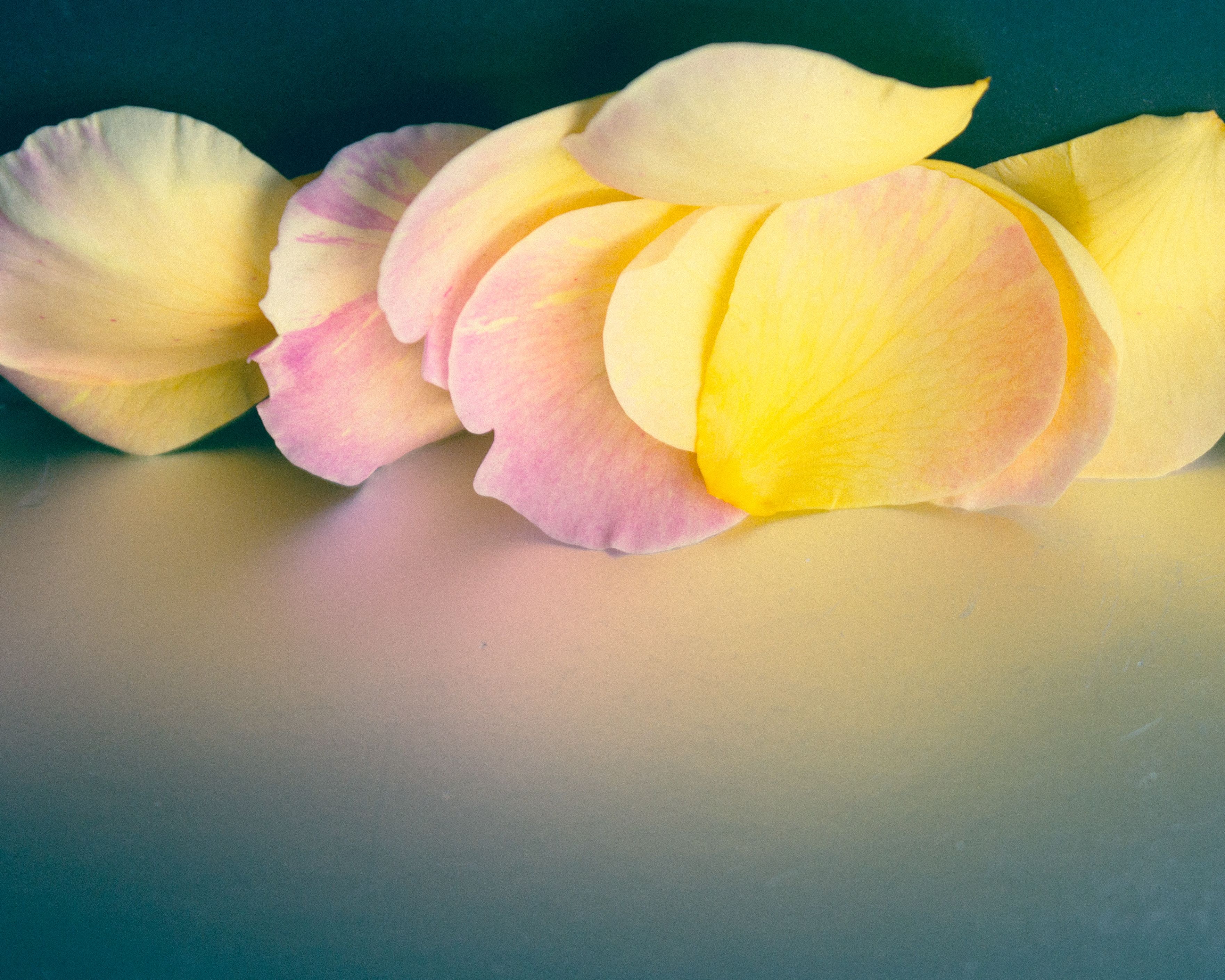 Close-up of Flower Petals · Free Stock Photo