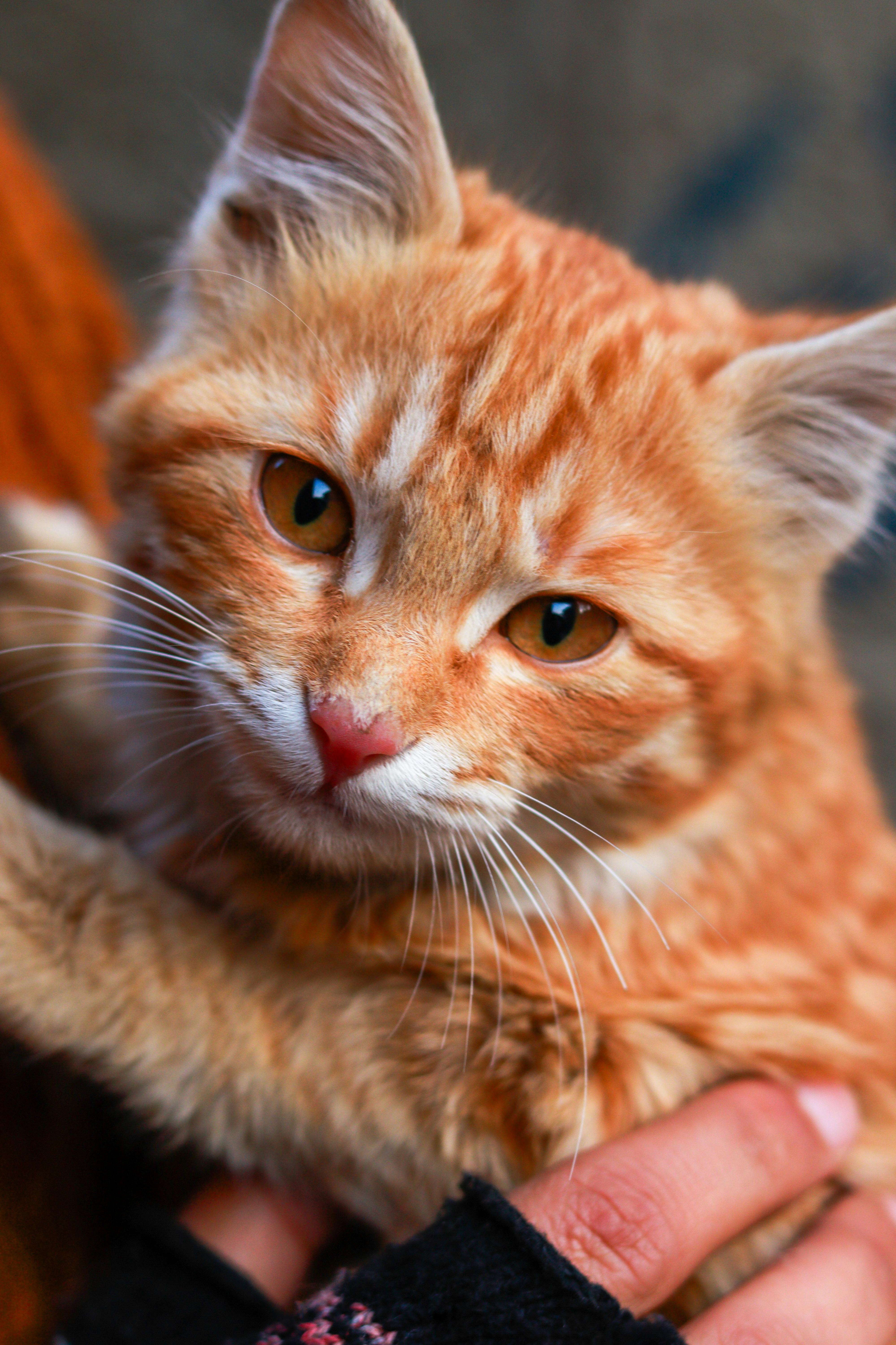 Person Petting Orange Tabby Cat · Free Stock Photo