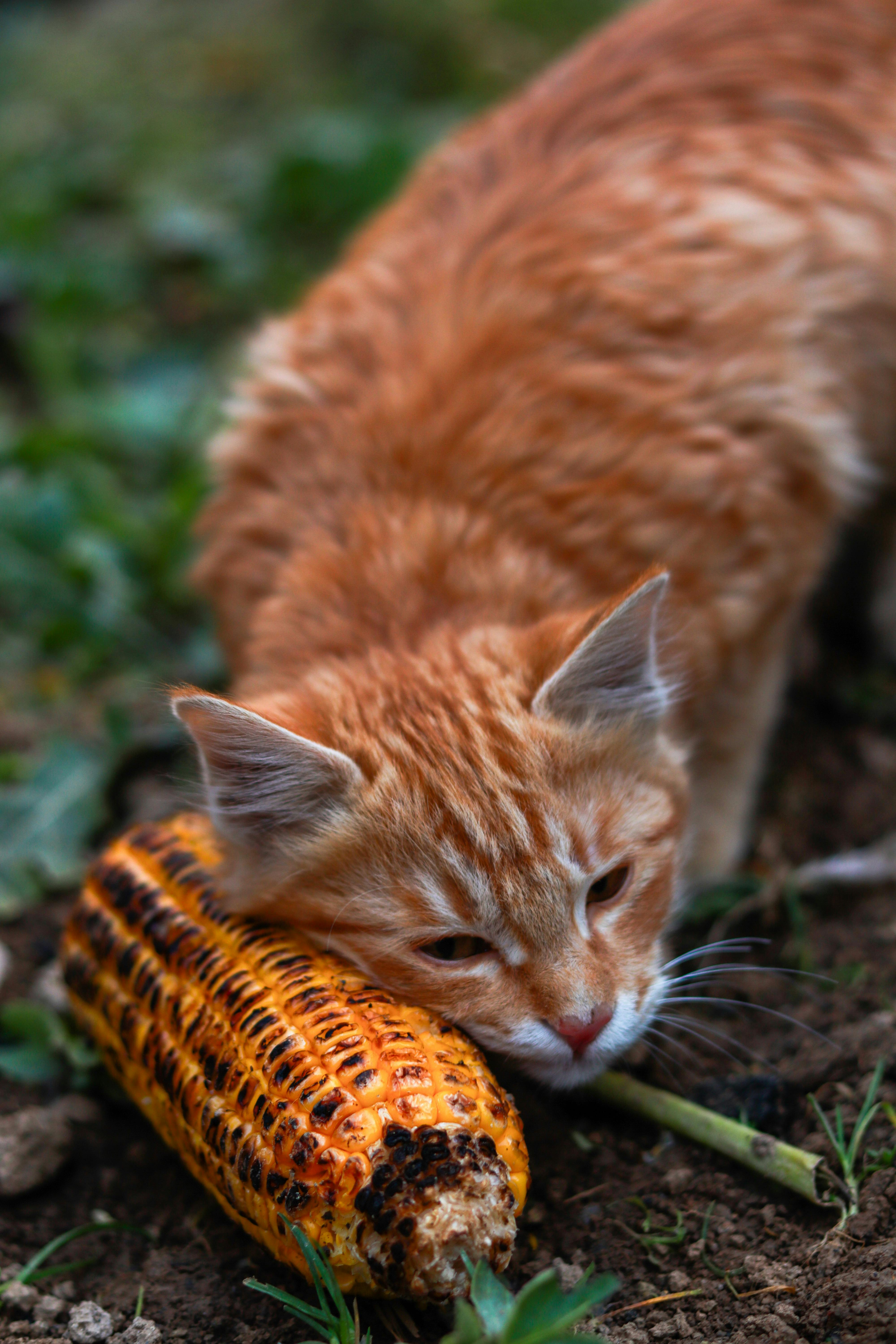 Ginger Cat Touching Corn with Head · Free Stock Photo