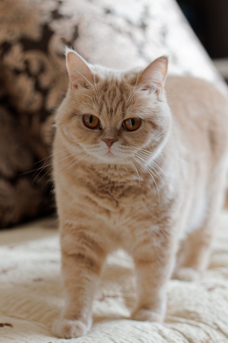 Beige Cat Photos, Download The BEST Free Beige Cat Stock Photos & HD Images
