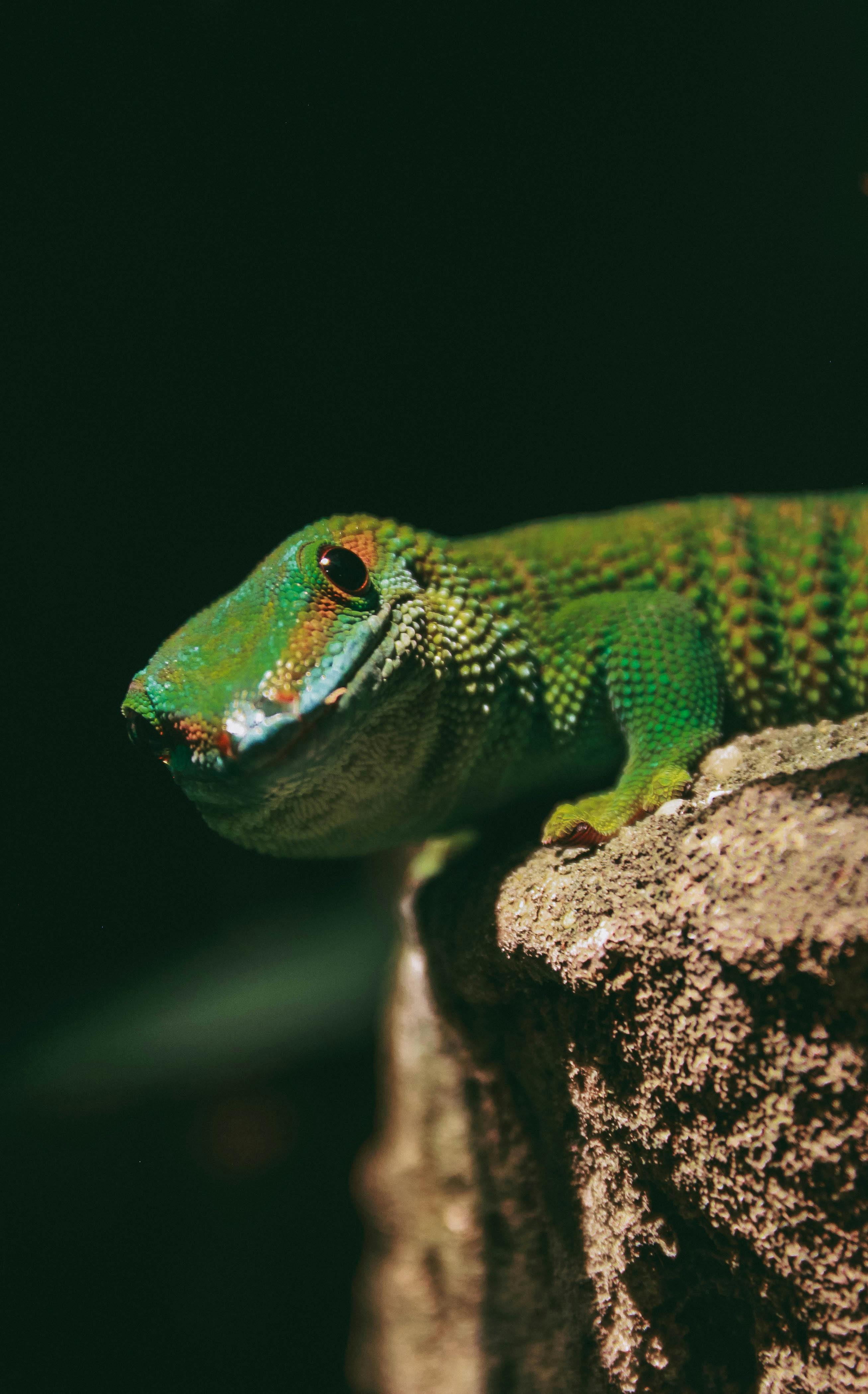 Close-up of Gecko Sitting on Rock · Free Stock Photo