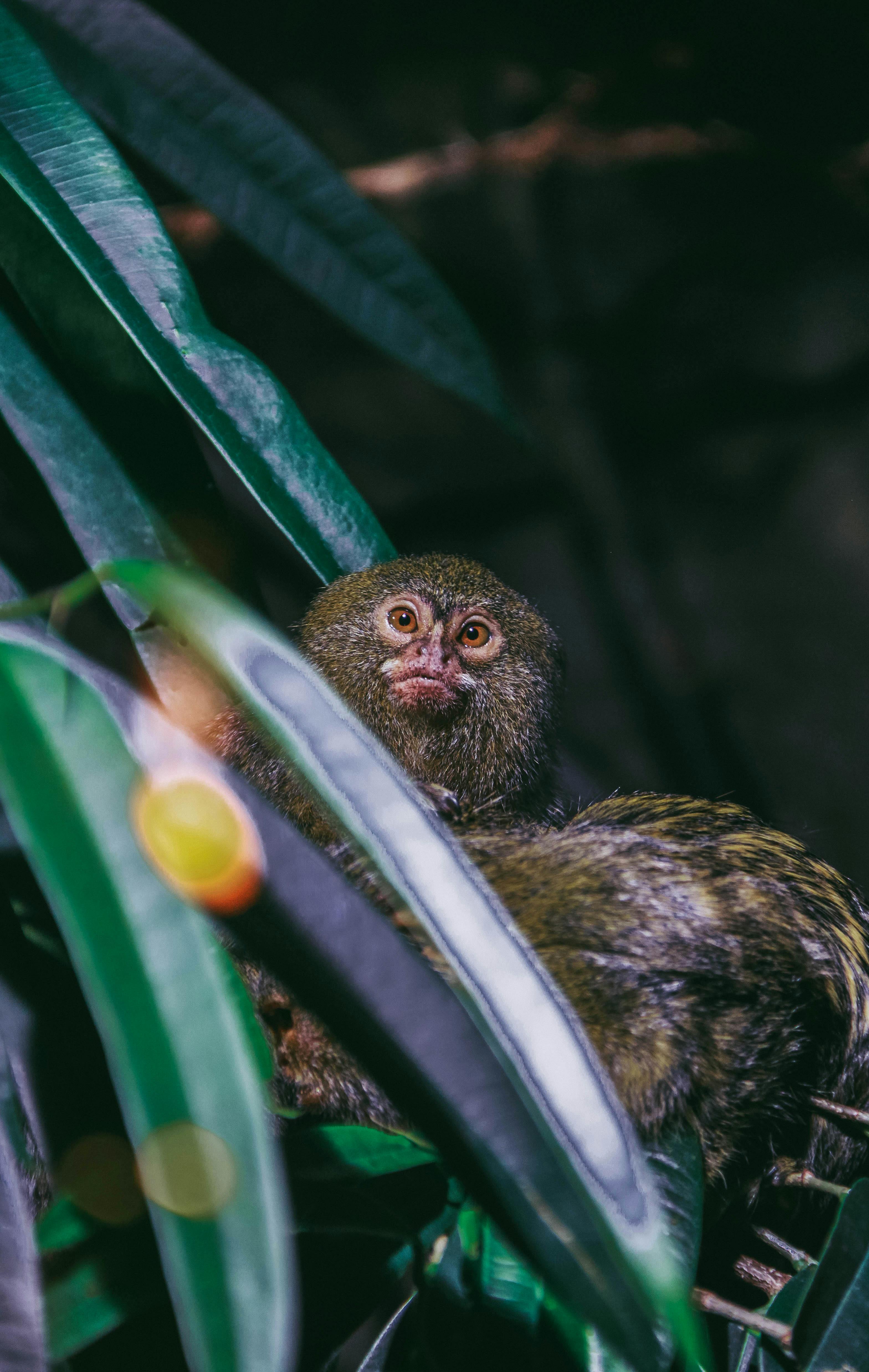 Exotic Monkey Sitting in Bush in Forest · Free Stock Photo