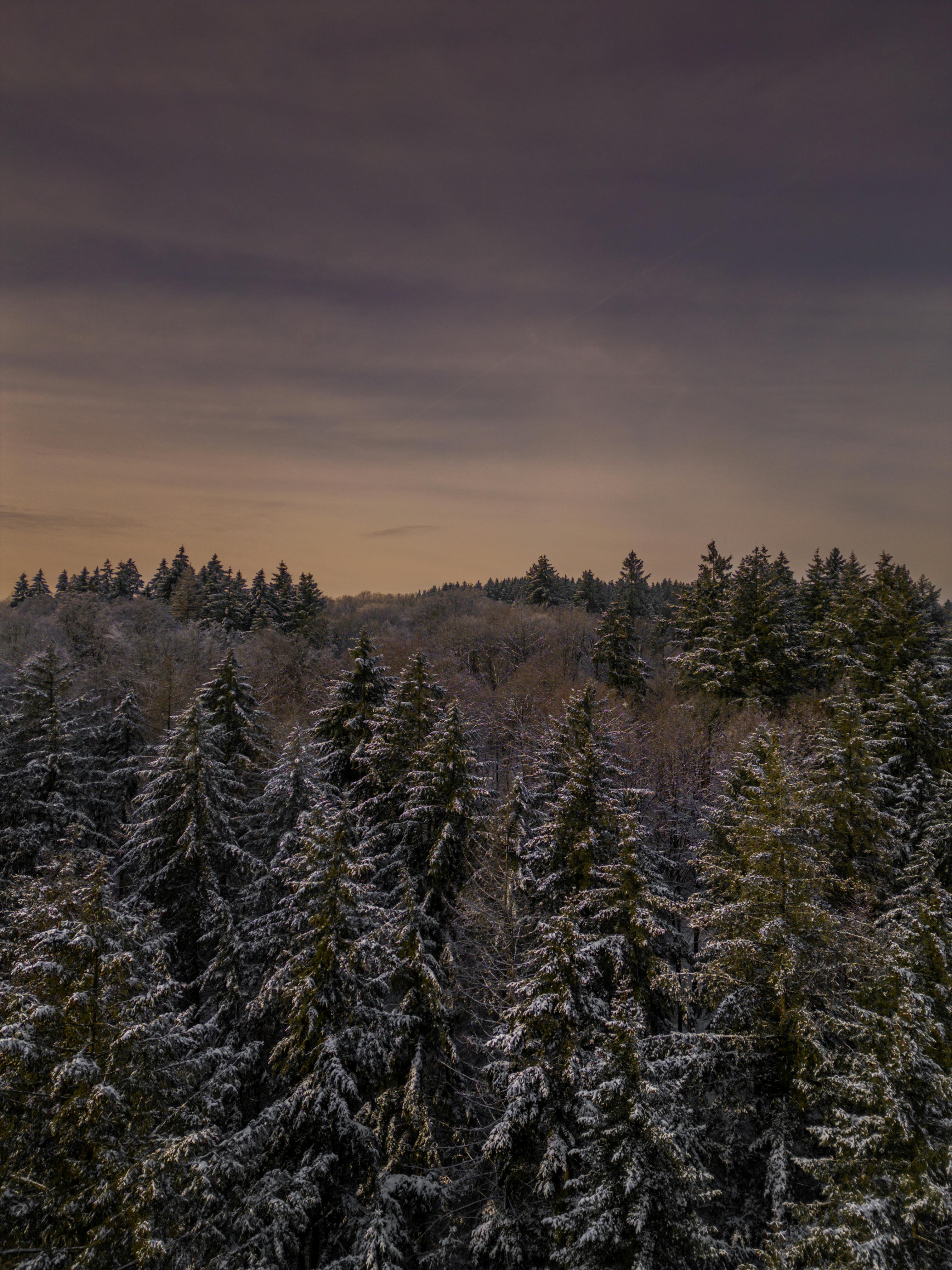 Winter Forest at Dusk · Free Stock Photo
