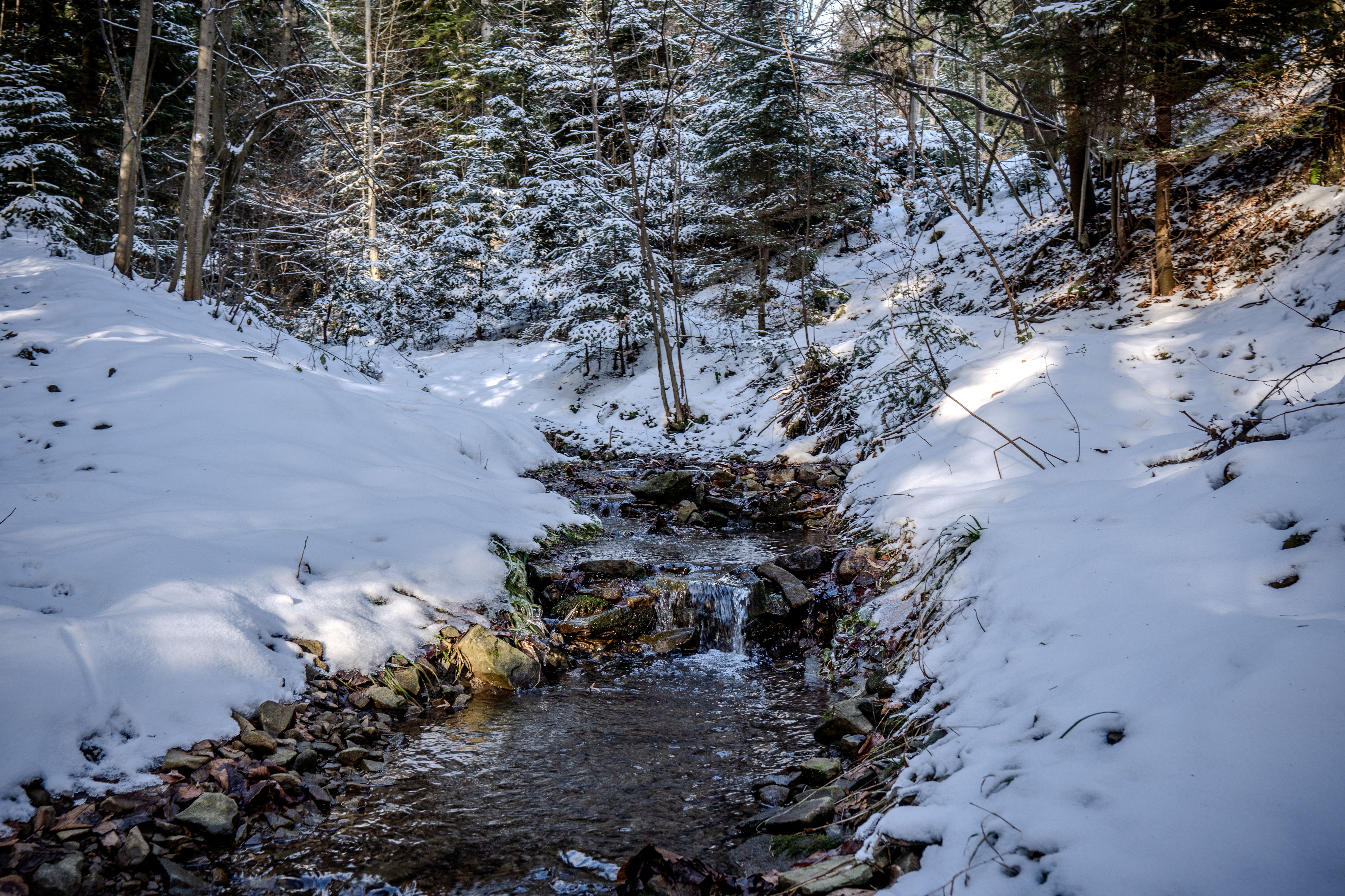 View of a Stream Flowing in a Snowy Forest · Free Stock Photo