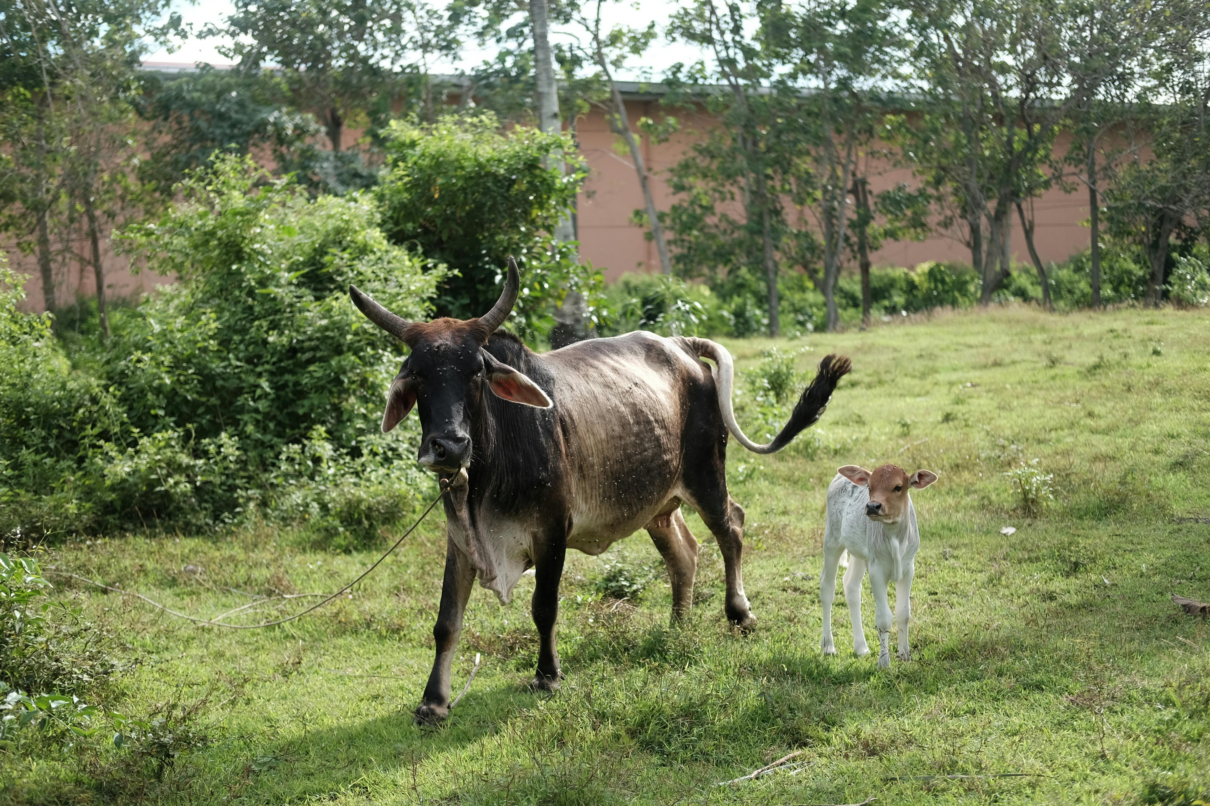 Guzerat Cattle in Summer · Free Stock Photo