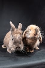Rabbits Pets Photos, Download The BEST Free Rabbits Pets Stock Photos ...