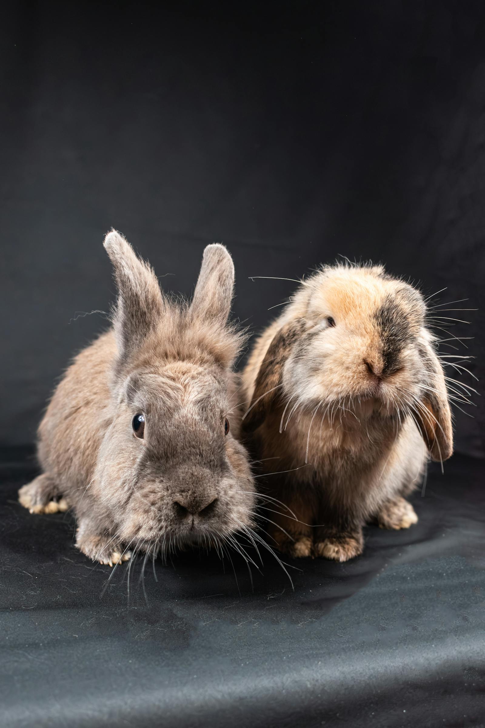 Rabbits Pets Photos, Download The BEST Free Rabbits Pets Stock Photos ...